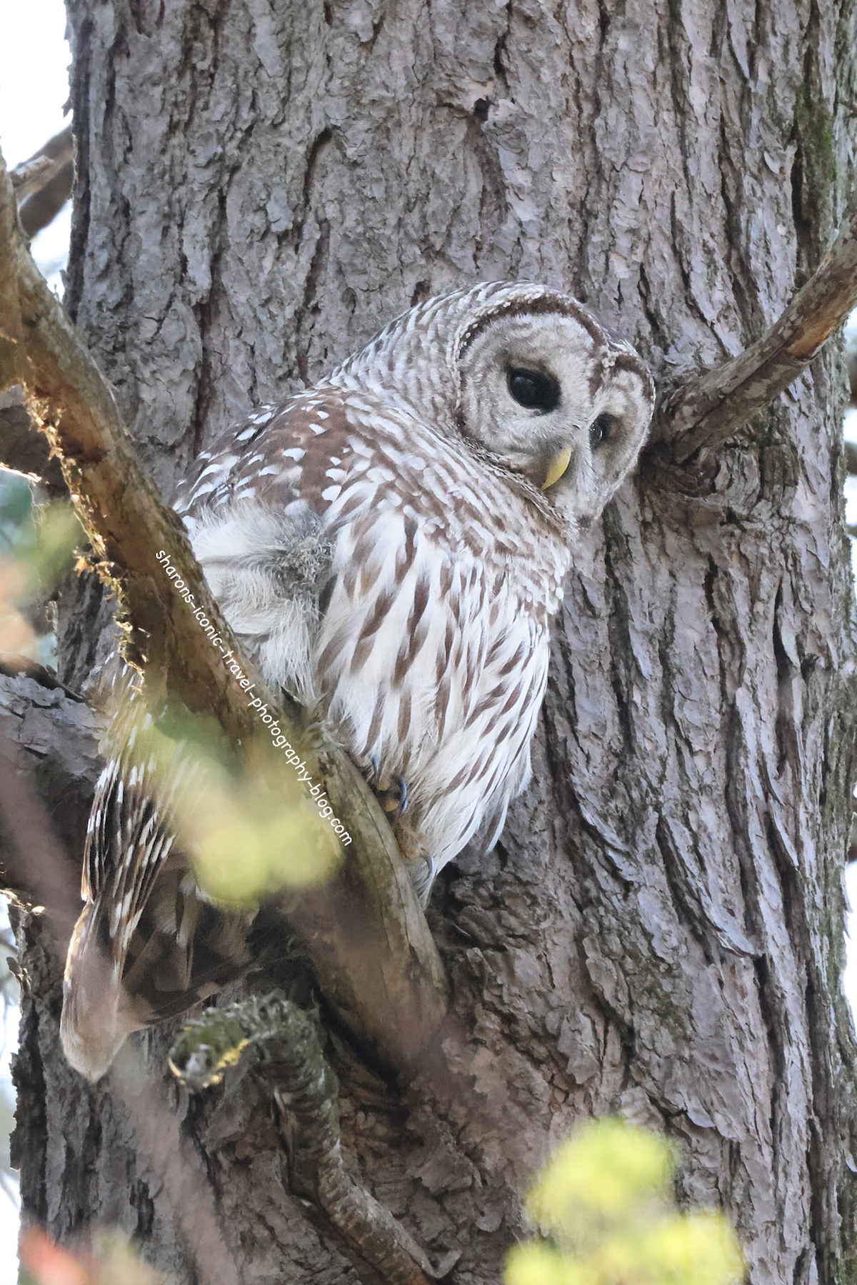 Stealth Owl – Sharon's Iconic Travel Photography Blog