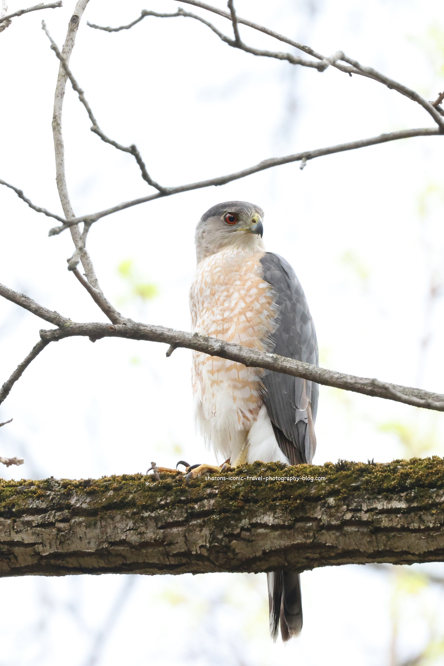 Forest Drama- Hawk – Sharon's Iconic Travel Photography Blog