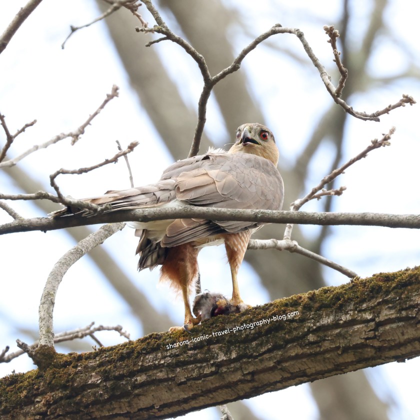 Forest Drama- Hawk – Sharon's Iconic Travel Photography Blog