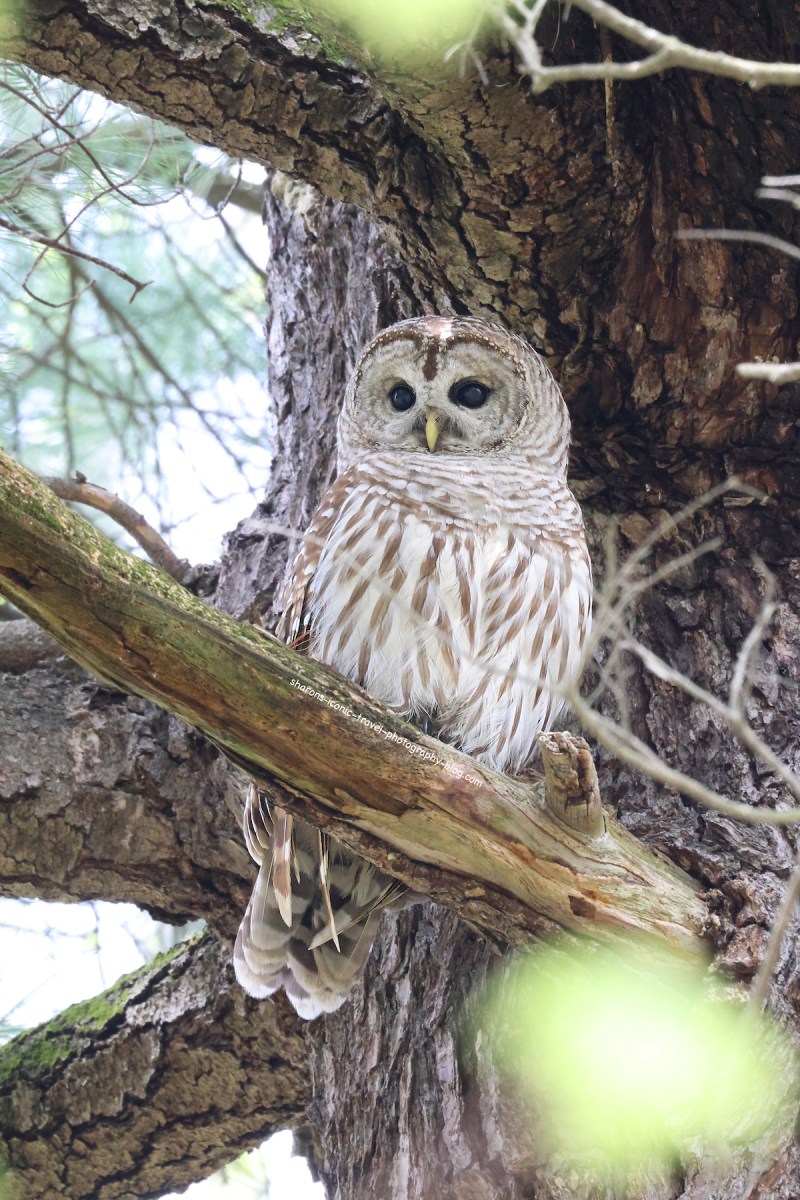 Another Day Another Tree – Sharon's Iconic Travel Photography Blog