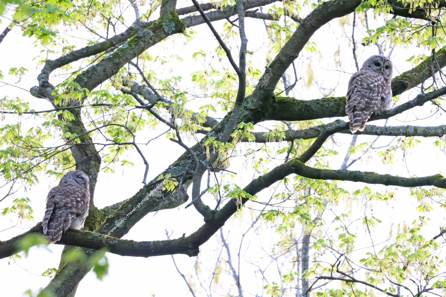 After the Rain – Sharon's Iconic Travel Photography Blog