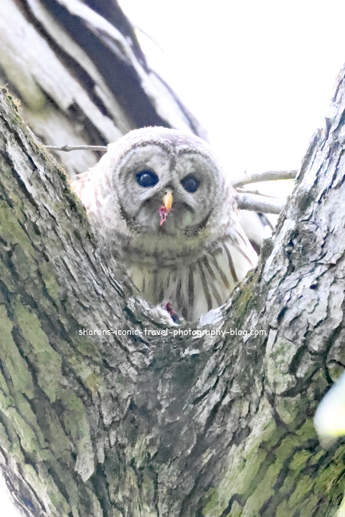 Owl Door Dash – Sharon's Iconic Travel Photography Blog