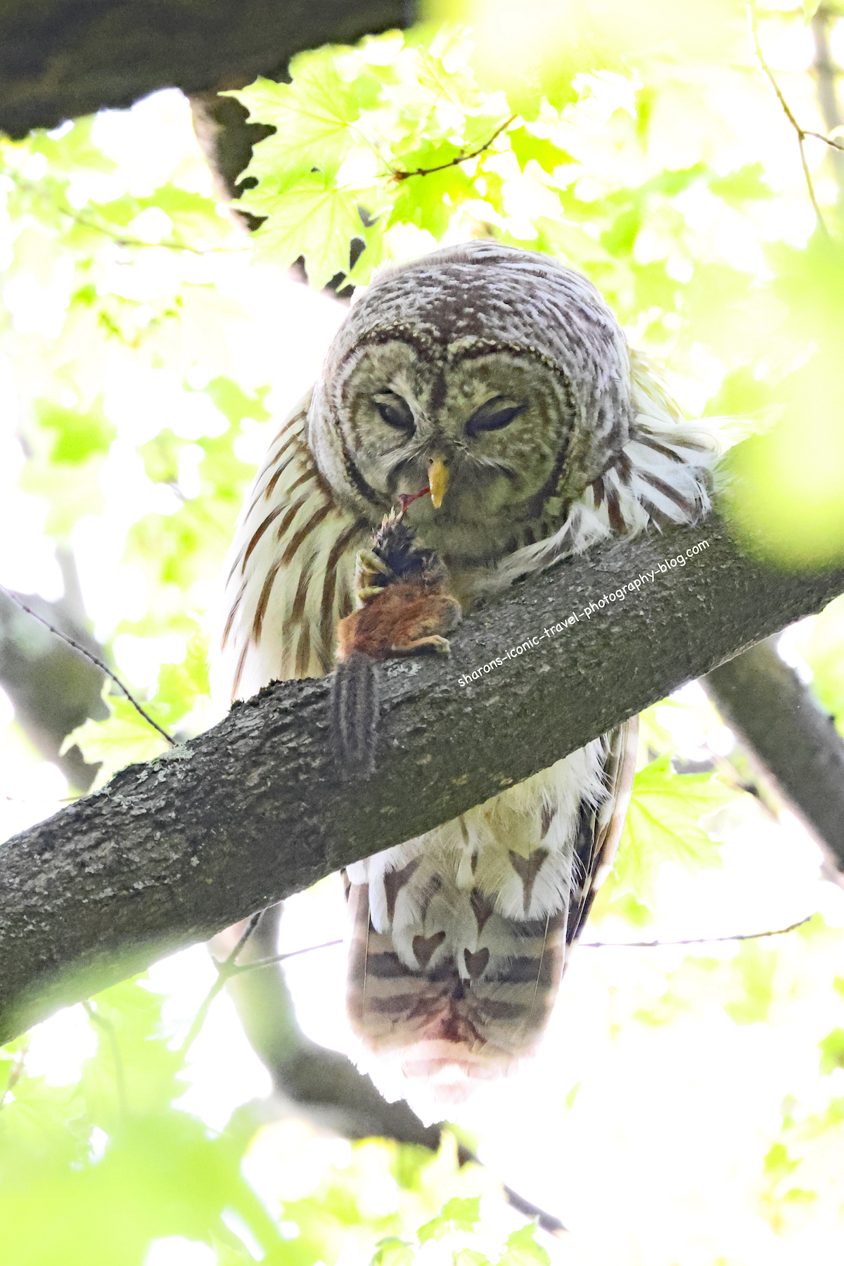 Owl Door Dash – Sharon's Iconic Travel Photography Blog