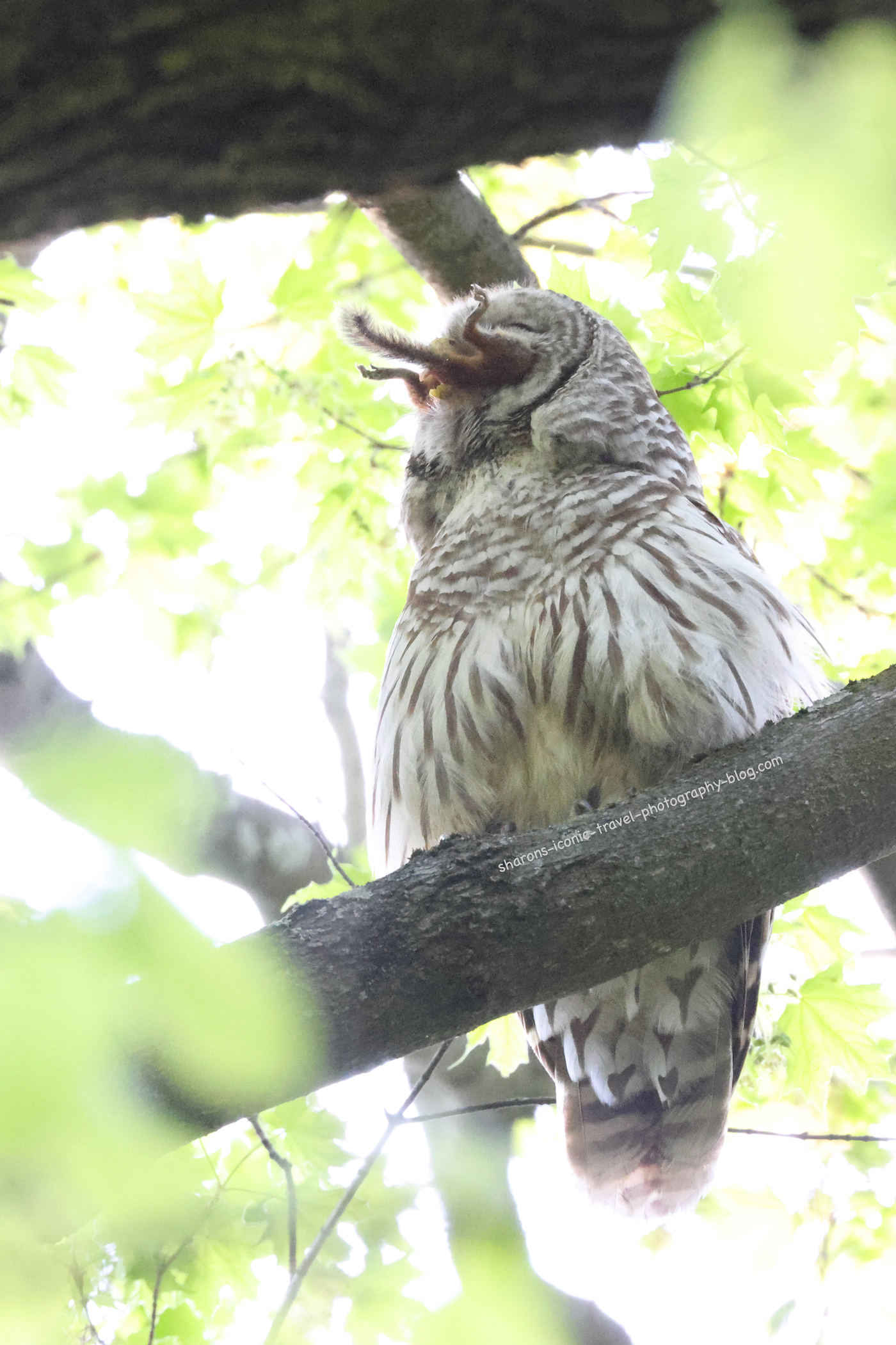 Owl Door Dash – Sharon's Iconic Travel Photography Blog
