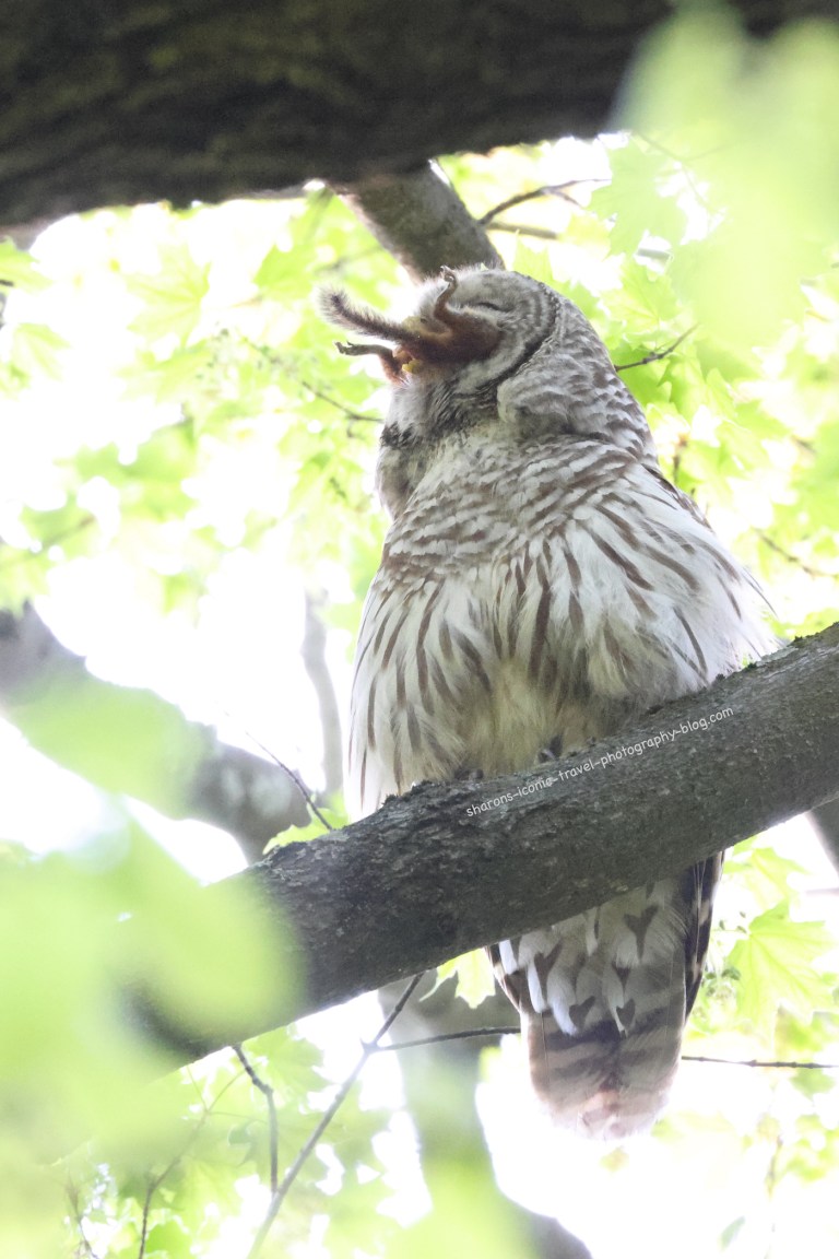 Owl Door Dash – Sharon's Iconic Travel Photography Blog