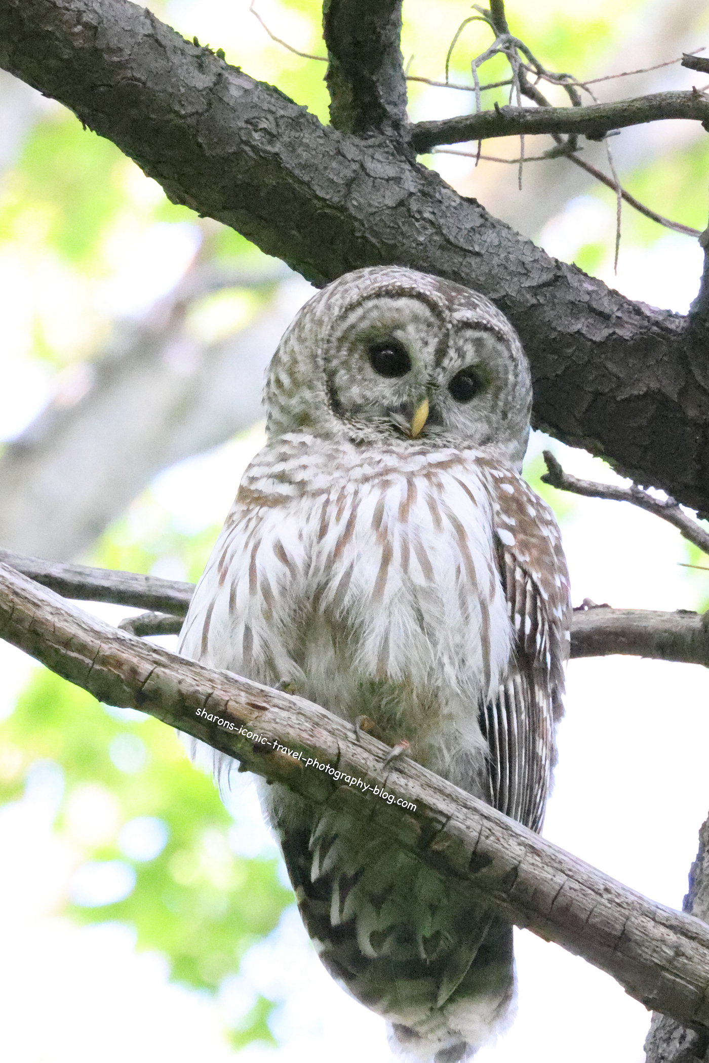 Owl Door Dash – Sharon's Iconic Travel Photography Blog