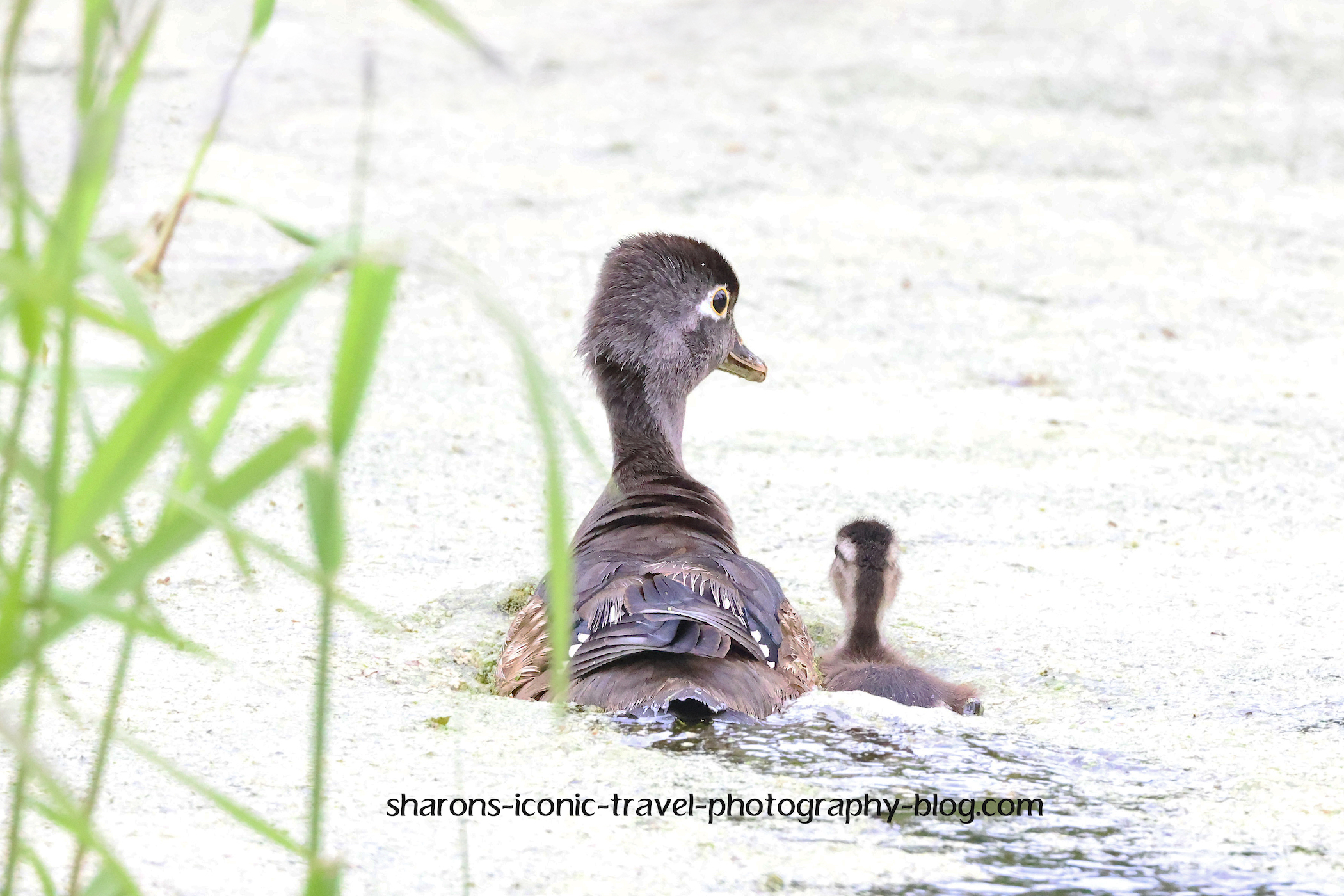 BI8A8053 duck wood?_blog – Sharon's Iconic Travel Photography Blog