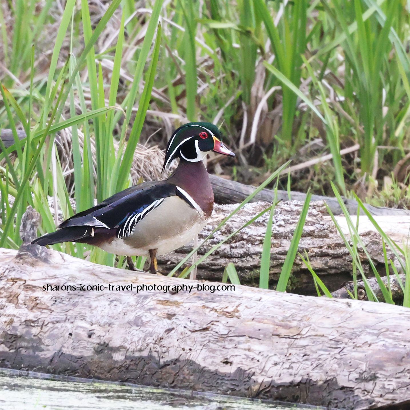 BI8A8062 wood duck_blog – Sharon's Iconic Travel Photography Blog