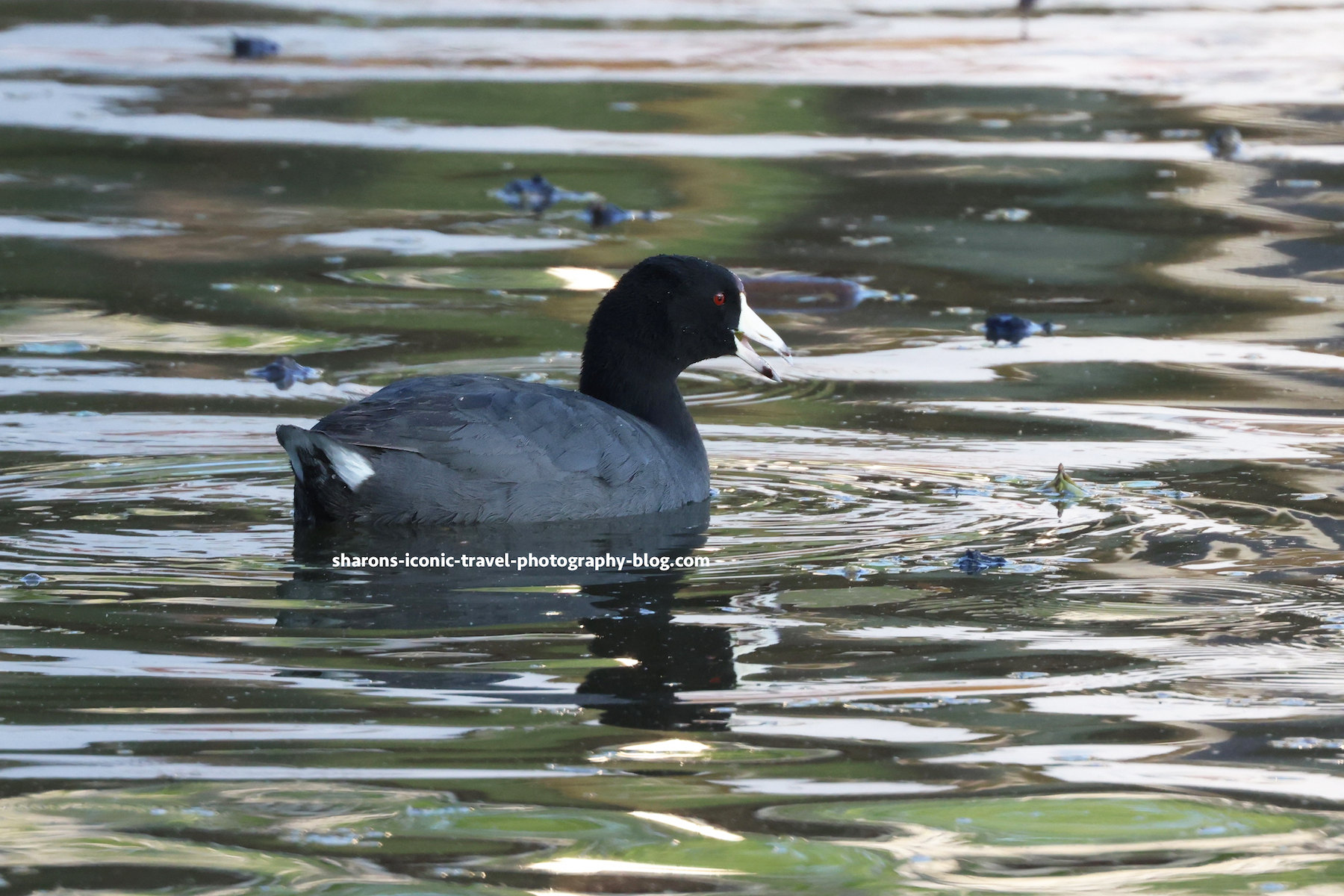 American Coot – Sharon's Iconic Travel Photography Blog