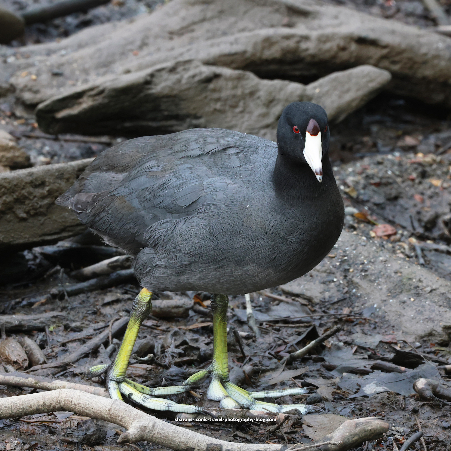 American Coot – Sharon's Iconic Travel Photography Blog