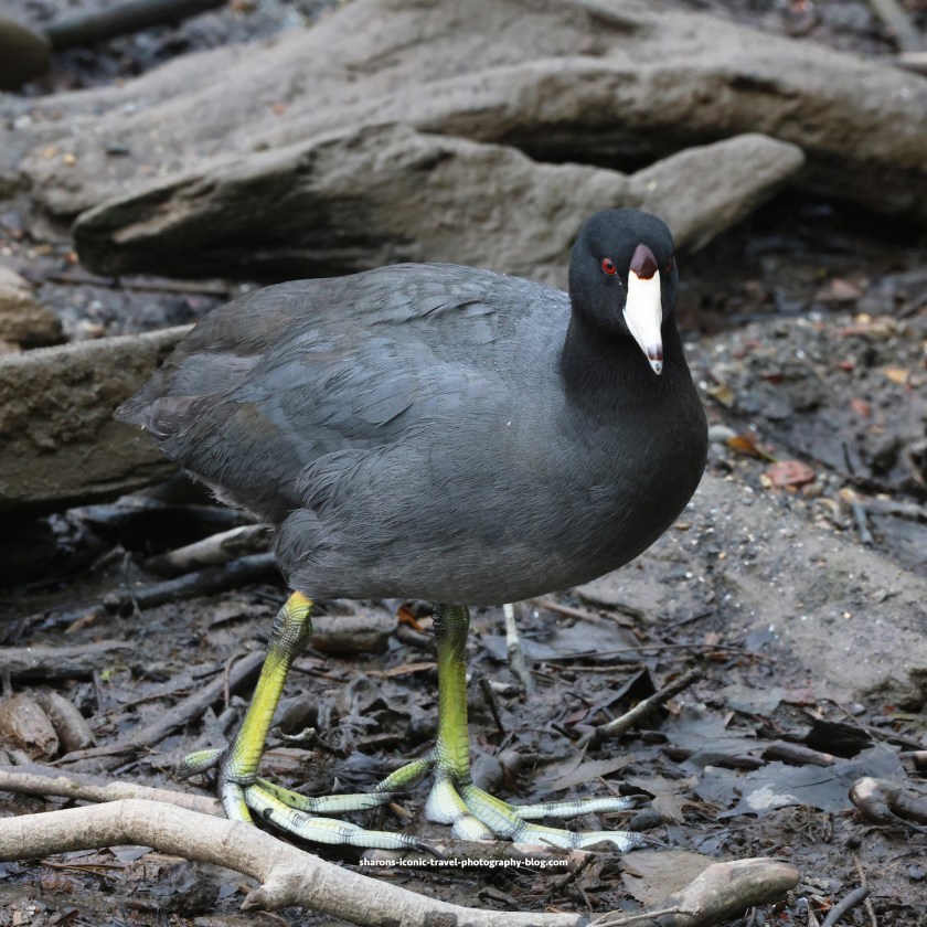 American Coot – Sharon's Iconic Travel Photography Blog