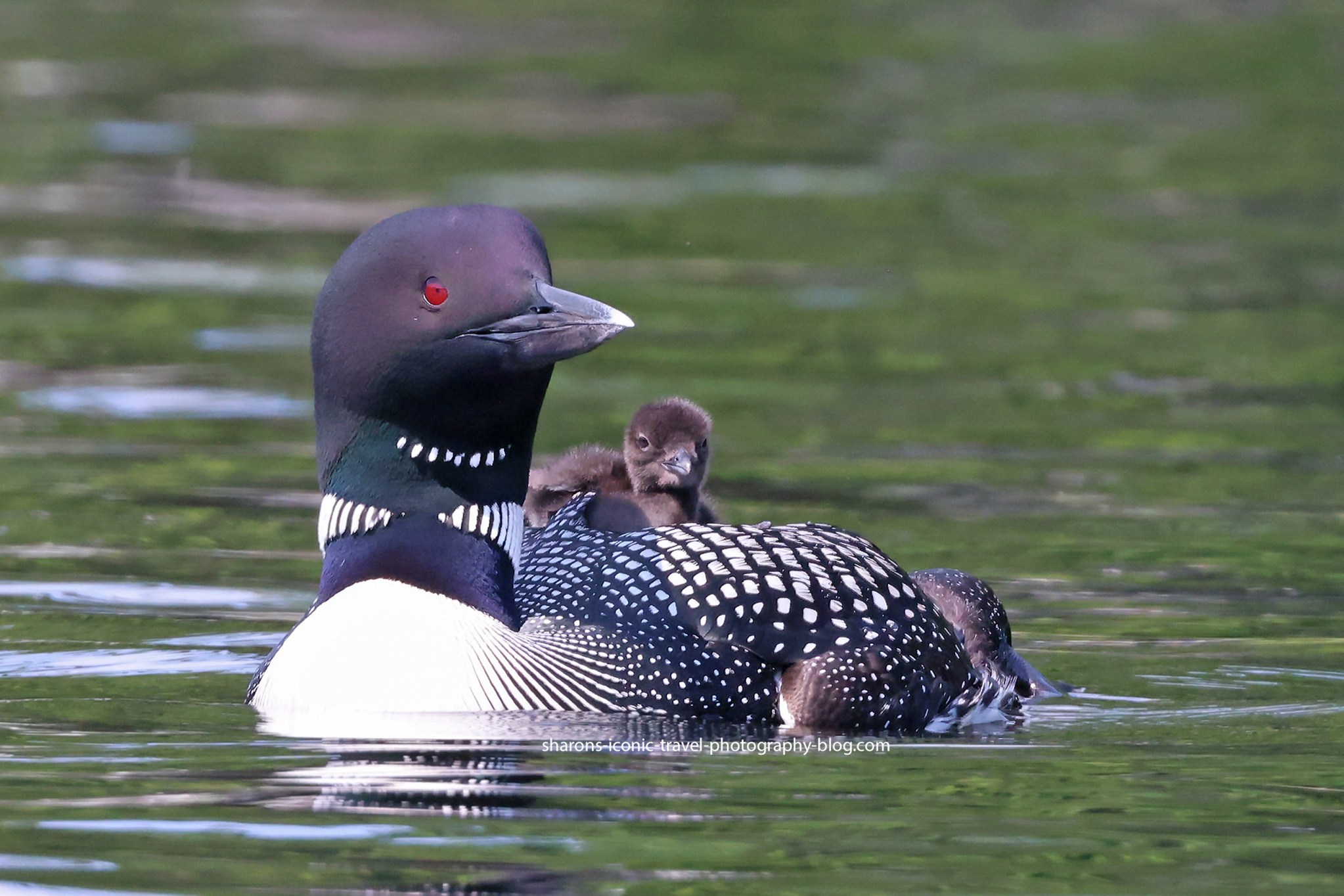 Baby Loon Riding Mom – Sharon's Iconic Travel Photography Blog
