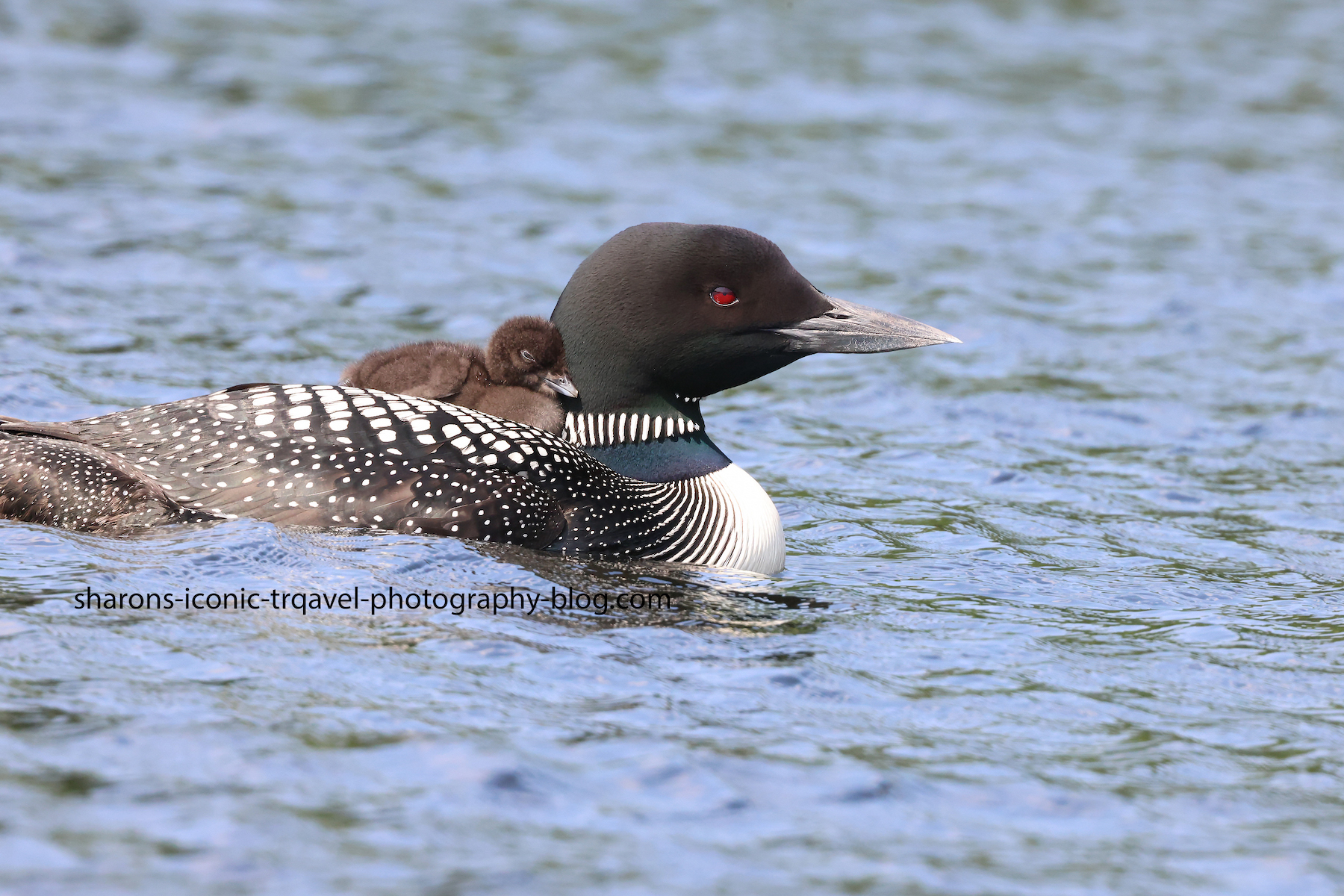 Baby Loon Riding Mom – Sharon's Iconic Travel Photography Blog