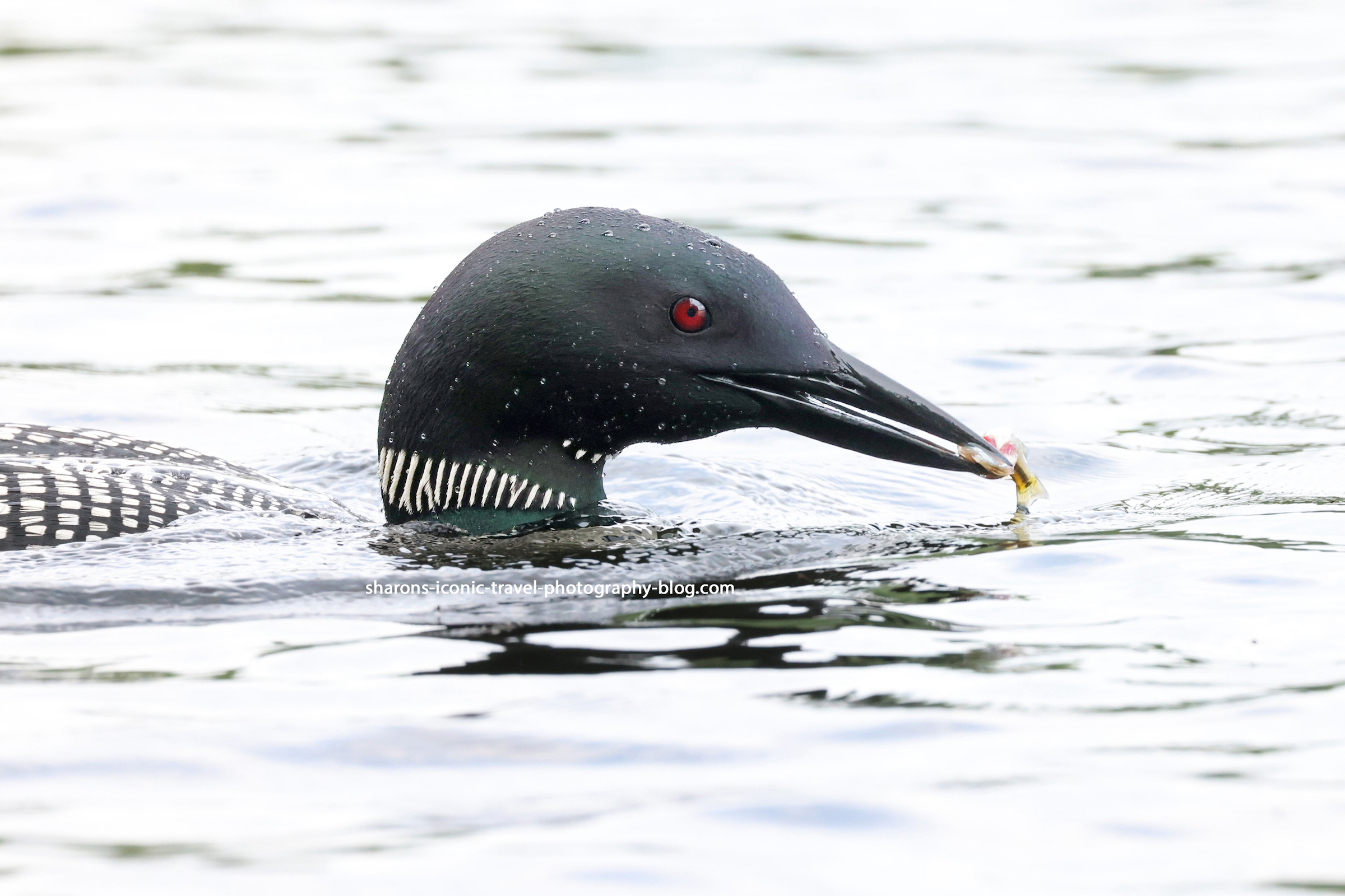#BabyLoon – Sharon's Iconic Travel Photography Blog