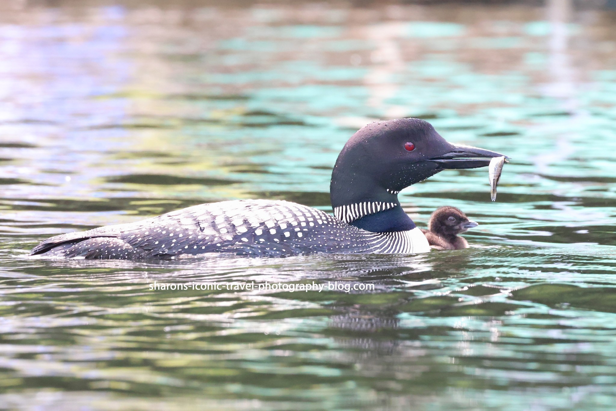 Baby Loon with Mom – Sharon's Iconic Travel Photography Blog