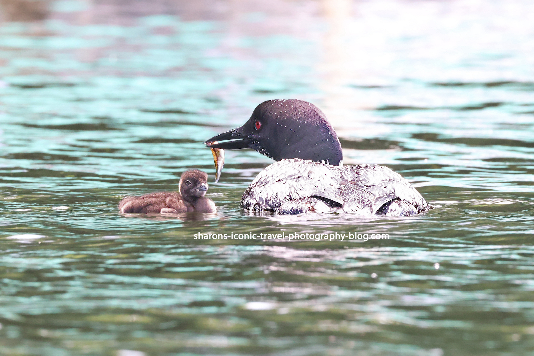 Baby Loon with Mom – Sharon's Iconic Travel Photography Blog