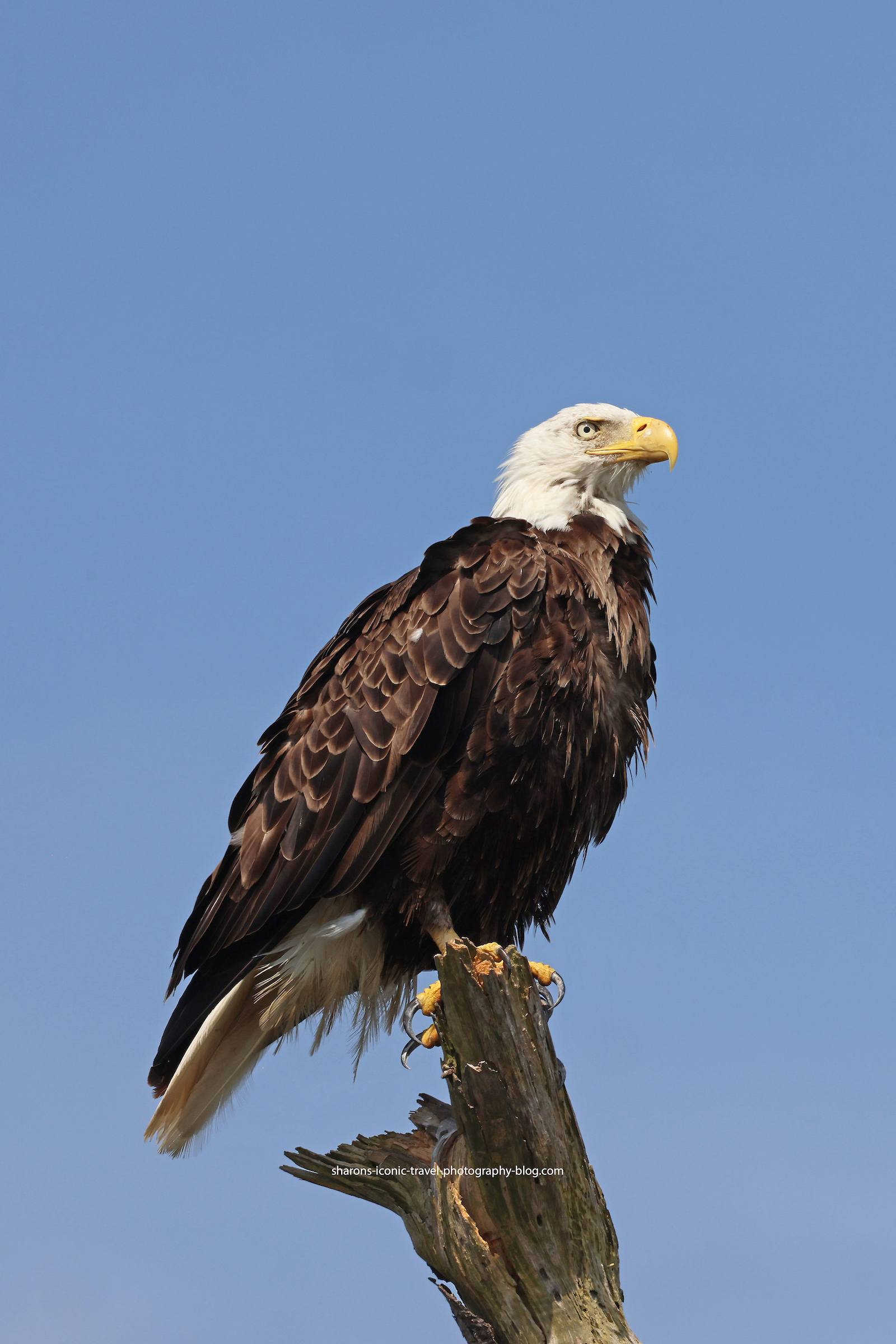 Assateague Eagle – Sharon's Iconic Travel Photography Blog