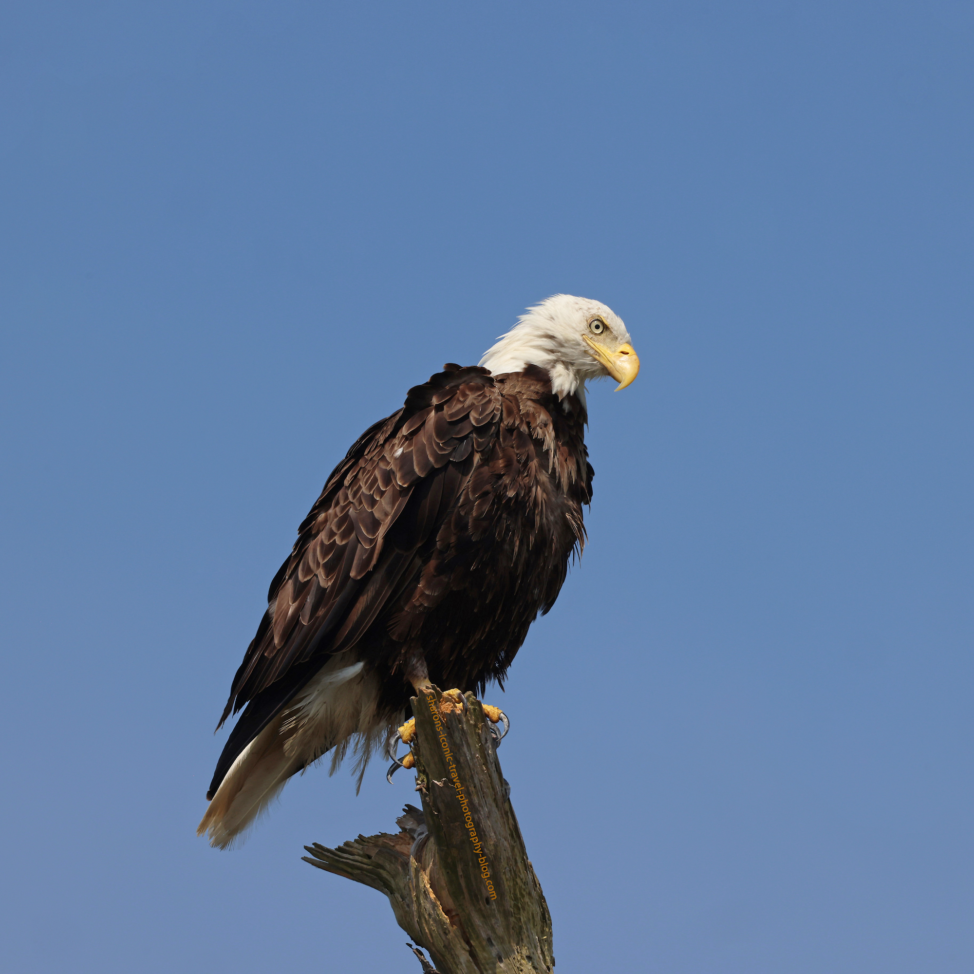 Assateague Eagle – Sharon's Iconic Travel Photography Blog