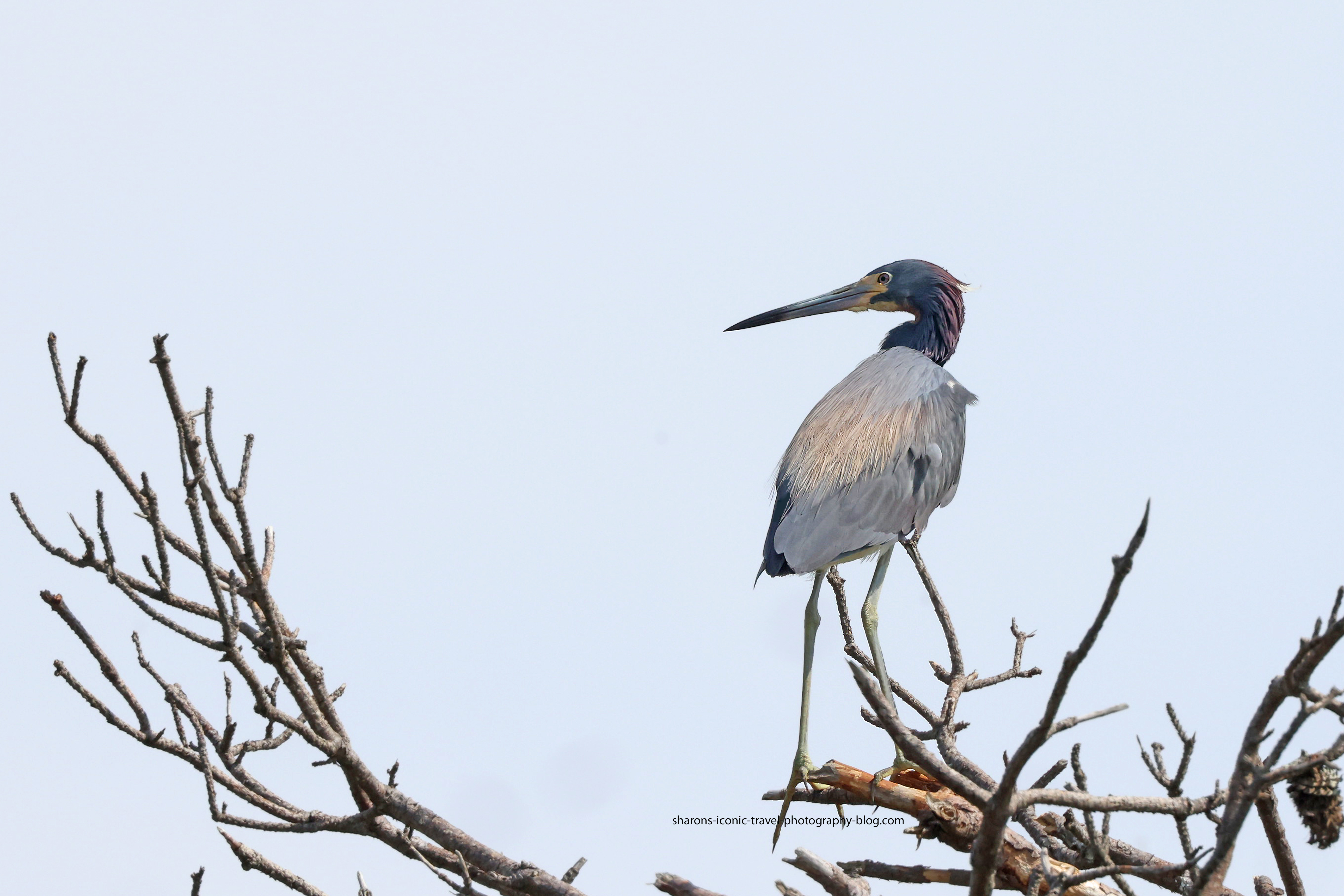 #Heron – Sharon's Iconic Travel Photography Blog
