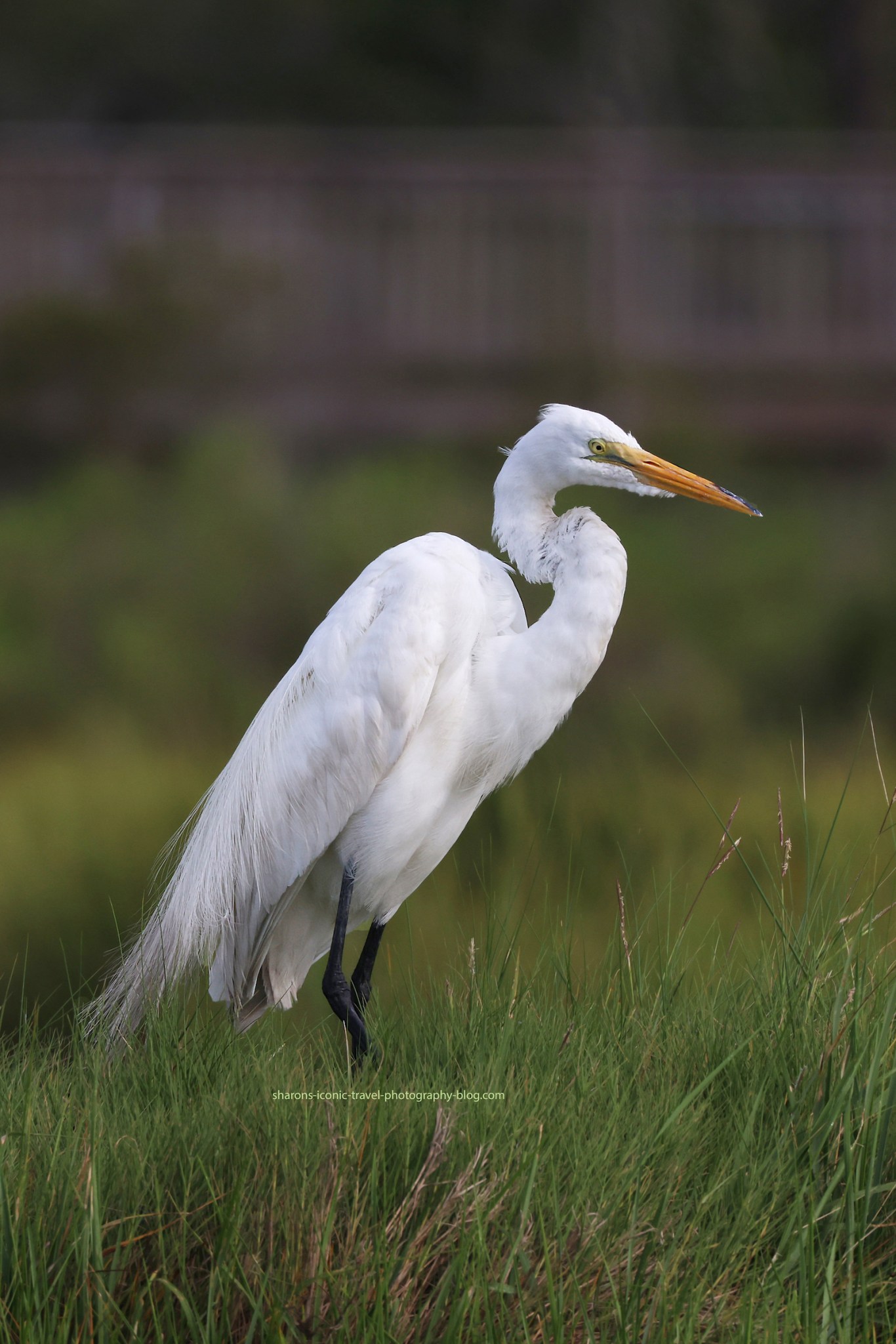 Assateague Great Egret – Sharon's Iconic Travel Photography Blog
