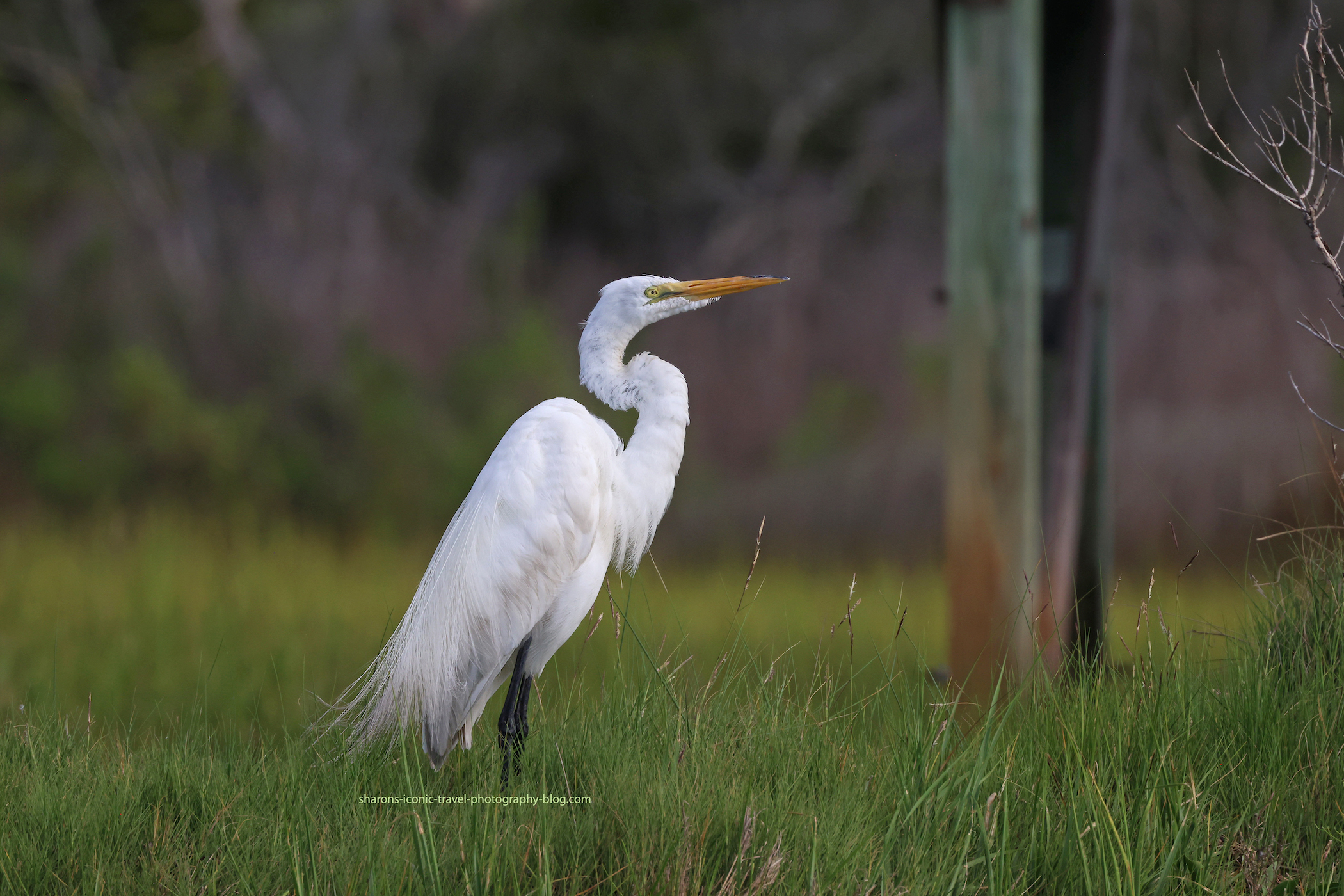 Assateague Great Egret – Sharon's Iconic Travel Photography Blog