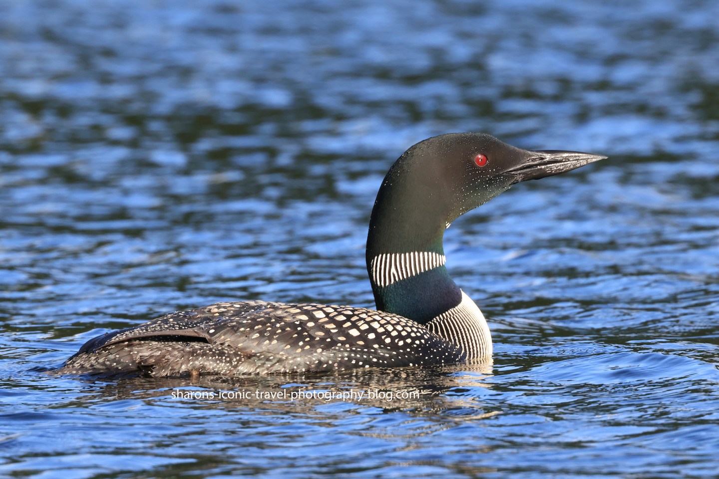 #loon – Sharon's Iconic Travel Photography Blog