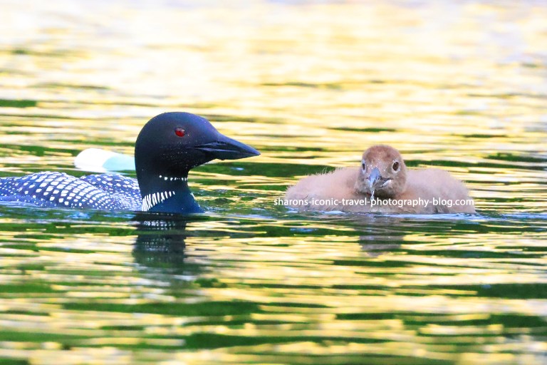 Loons with Yellow – Sharon's Iconic Travel Photography Blog