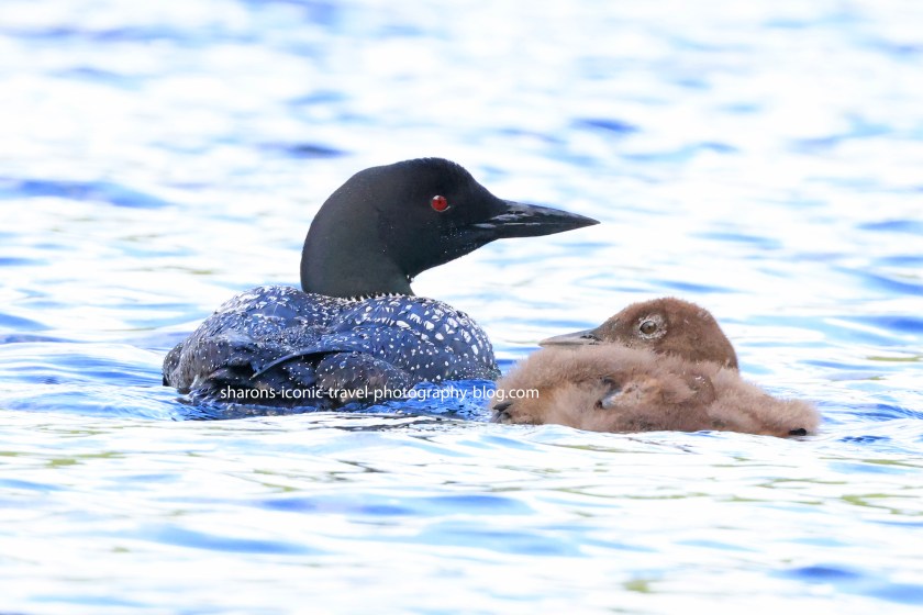 Stuck in the Middle Loons – Sharon's Iconic Travel Photography Blog