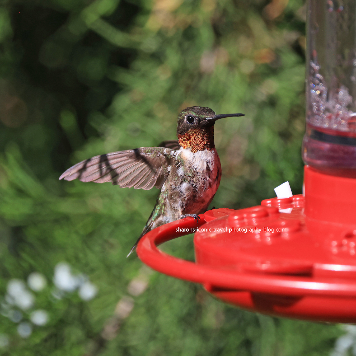 Hummingbird at Feeder – Sharon's Iconic Travel Photography Blog