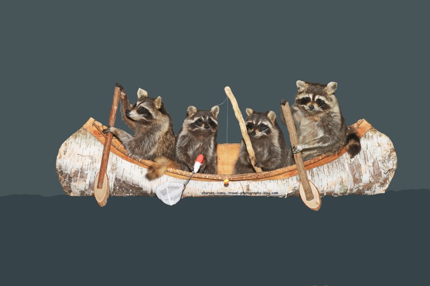 Raccoons Canoeing – Sharon's Iconic Travel Photography Blog