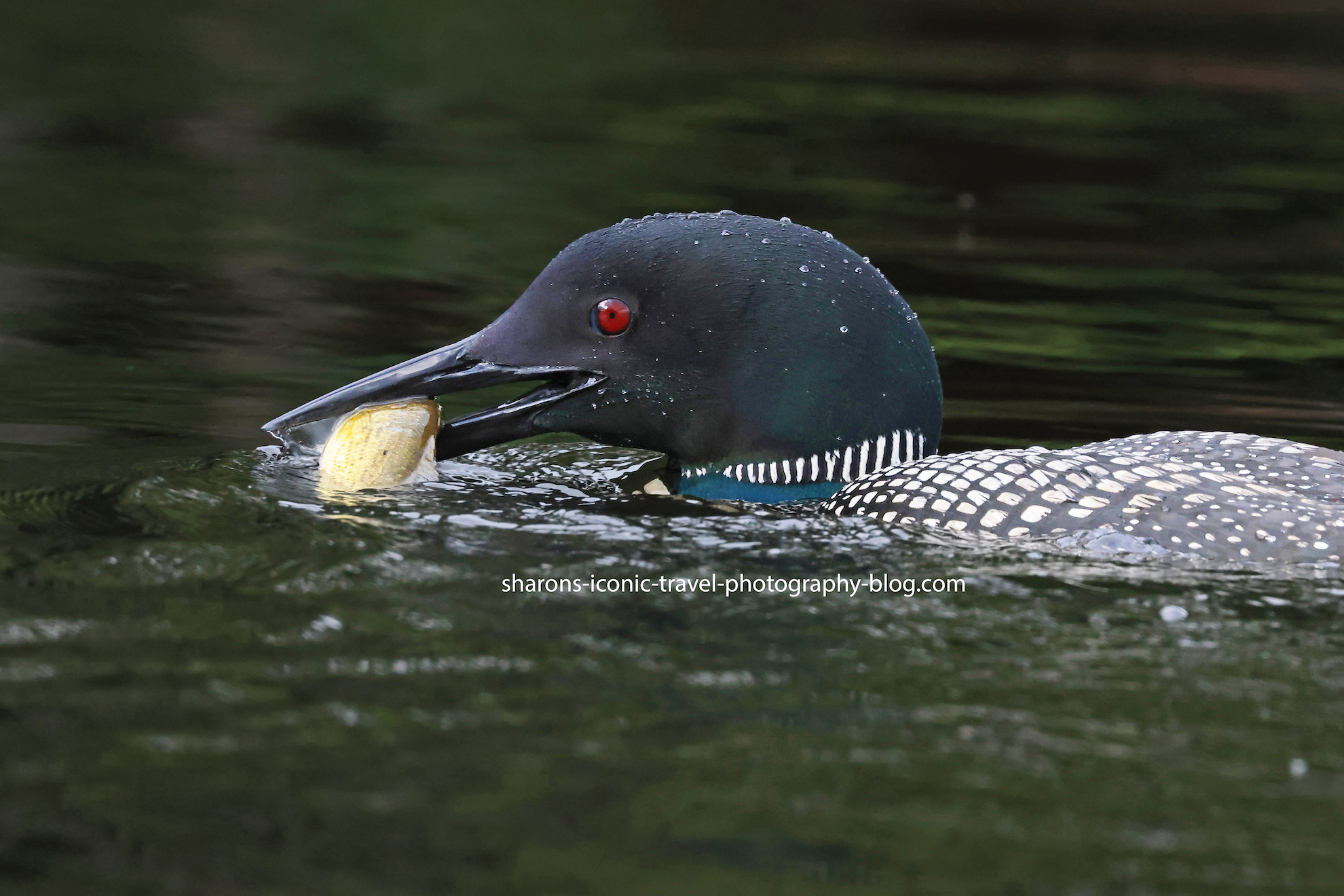St Regis Loon with Fish – Sharon's Iconic Travel Photography Blog