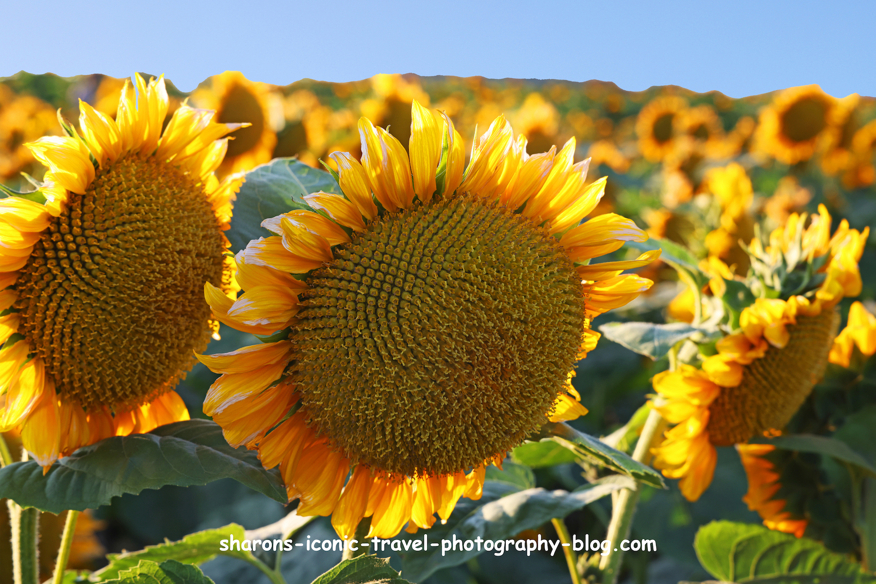 Sunflower Festival – Sharon's Iconic Travel Photography Blog