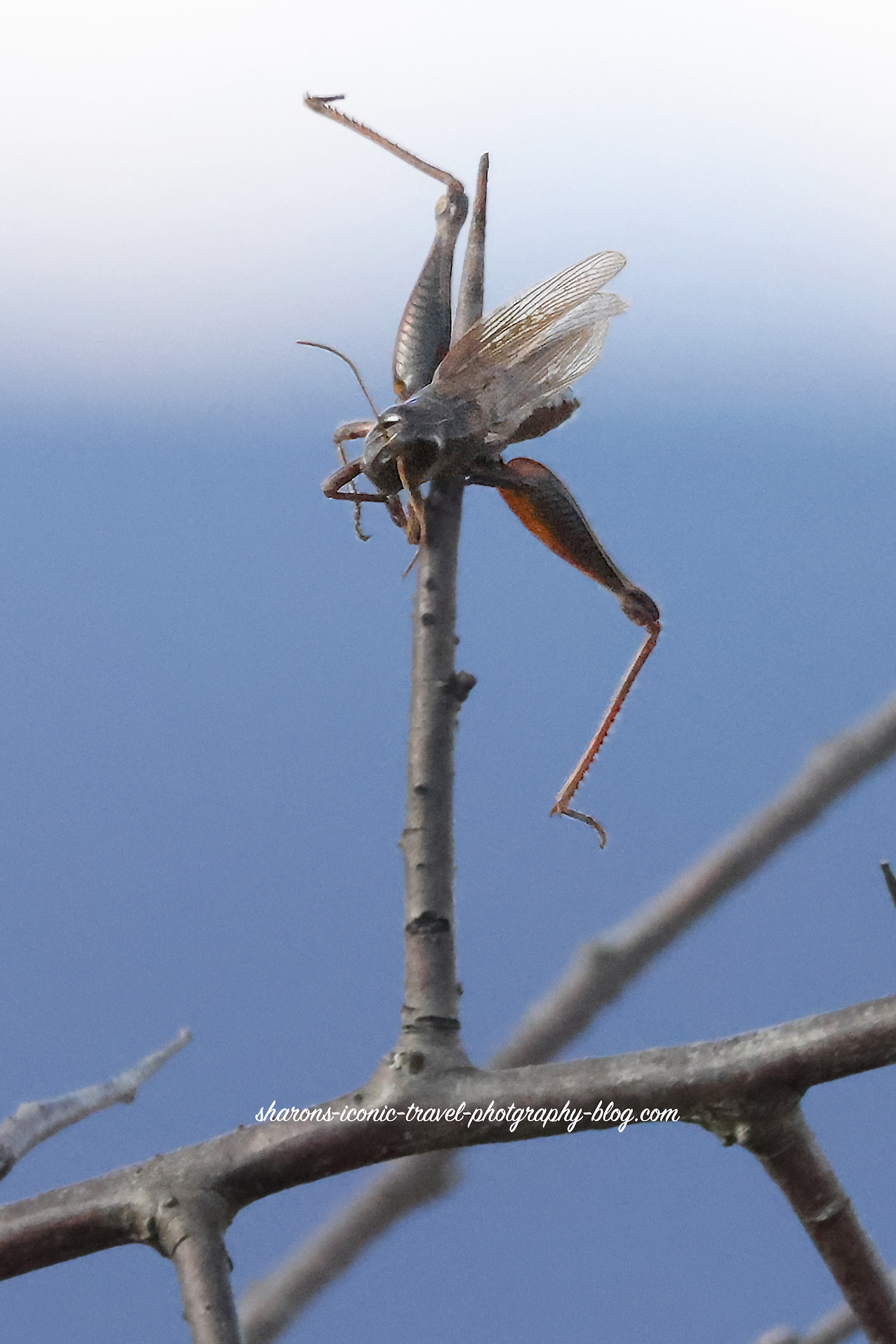 Loggerhead Shrike – Sharon's Iconic Travel Photography Blog