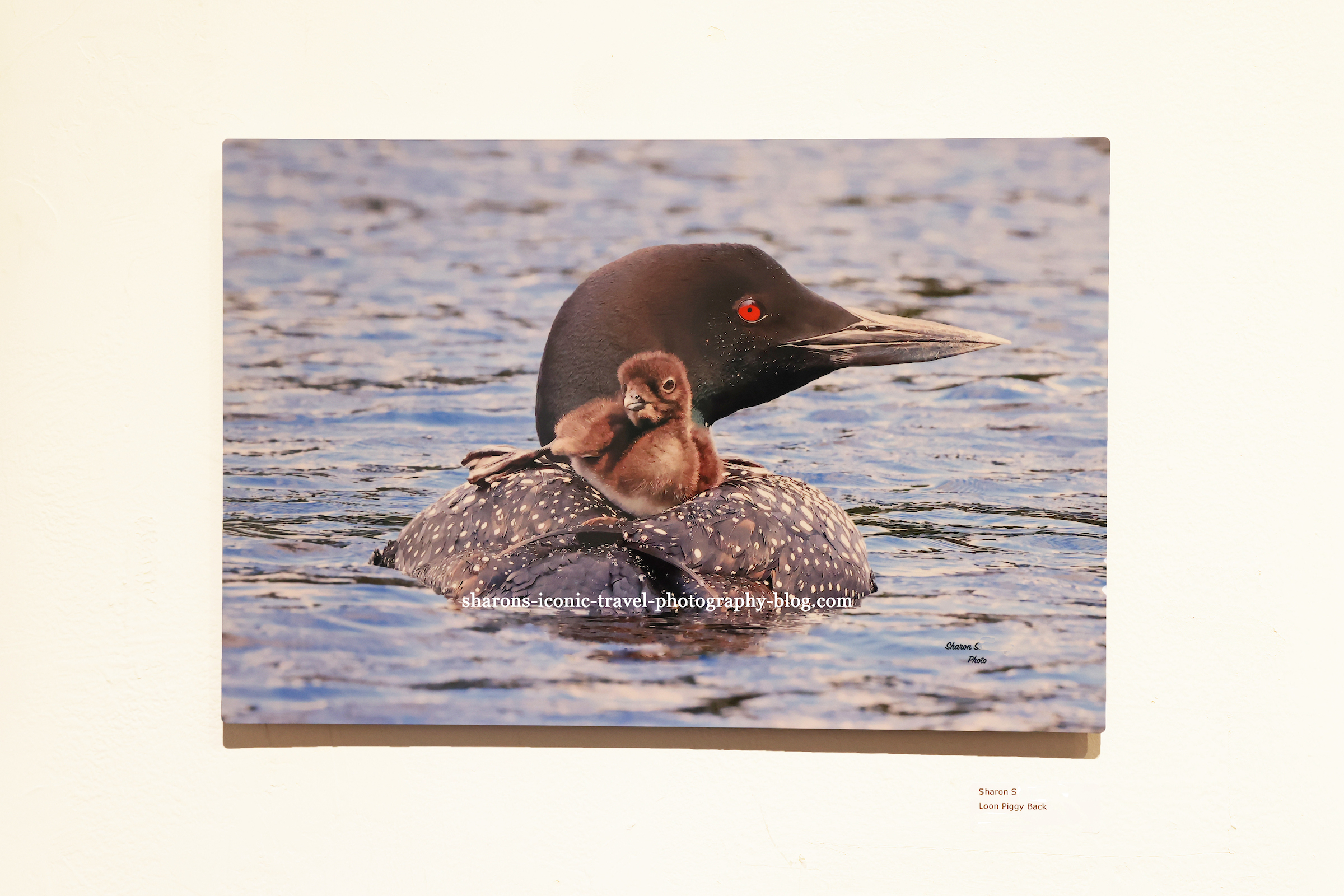 Gallery- Loon Photos – Sharon's Iconic Travel Photography Blog