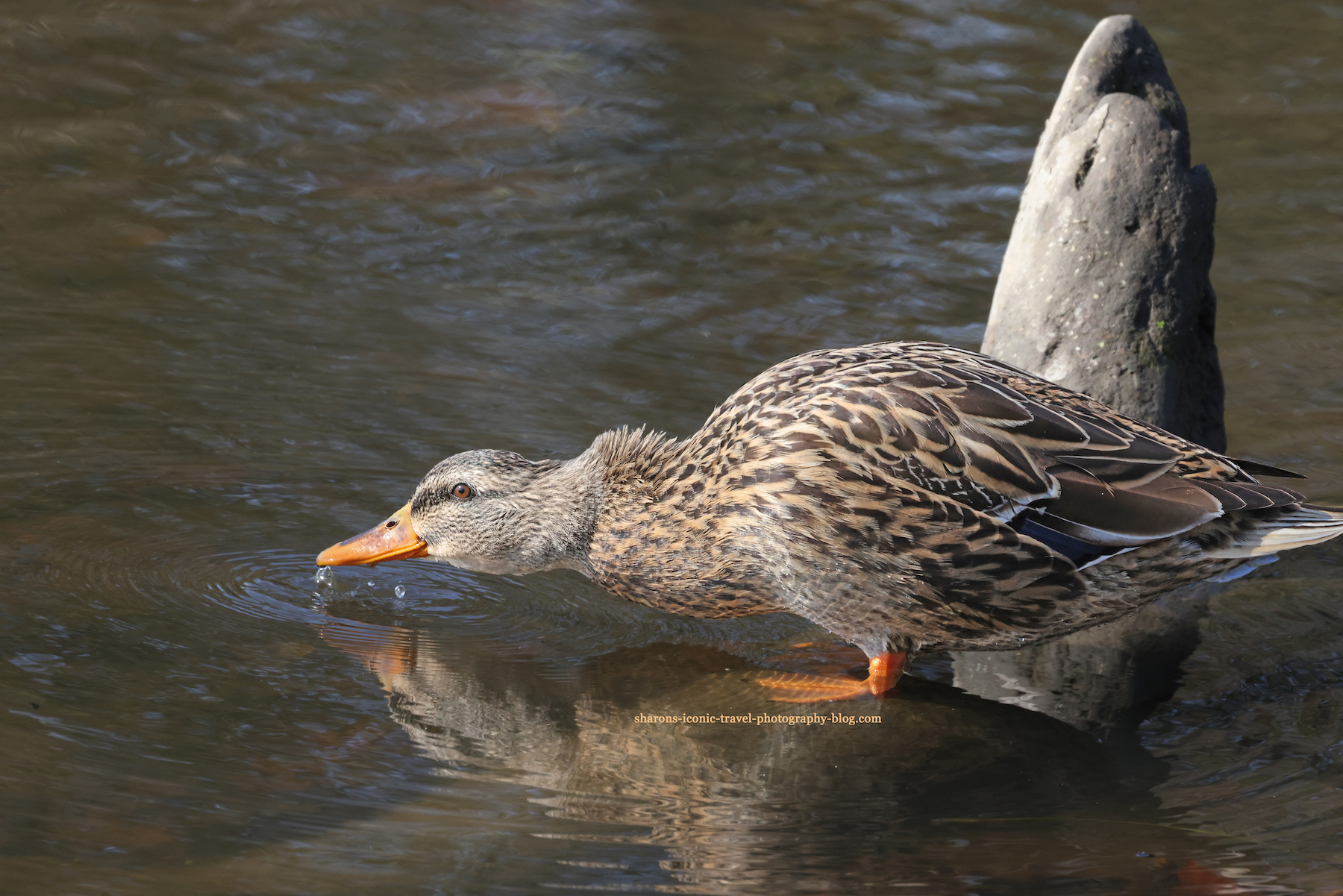 Drinking Duck – Sharon's Iconic Travel Photography Blog