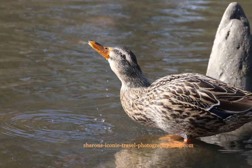 Drinking Duck – Sharon's Iconic Travel Photography Blog