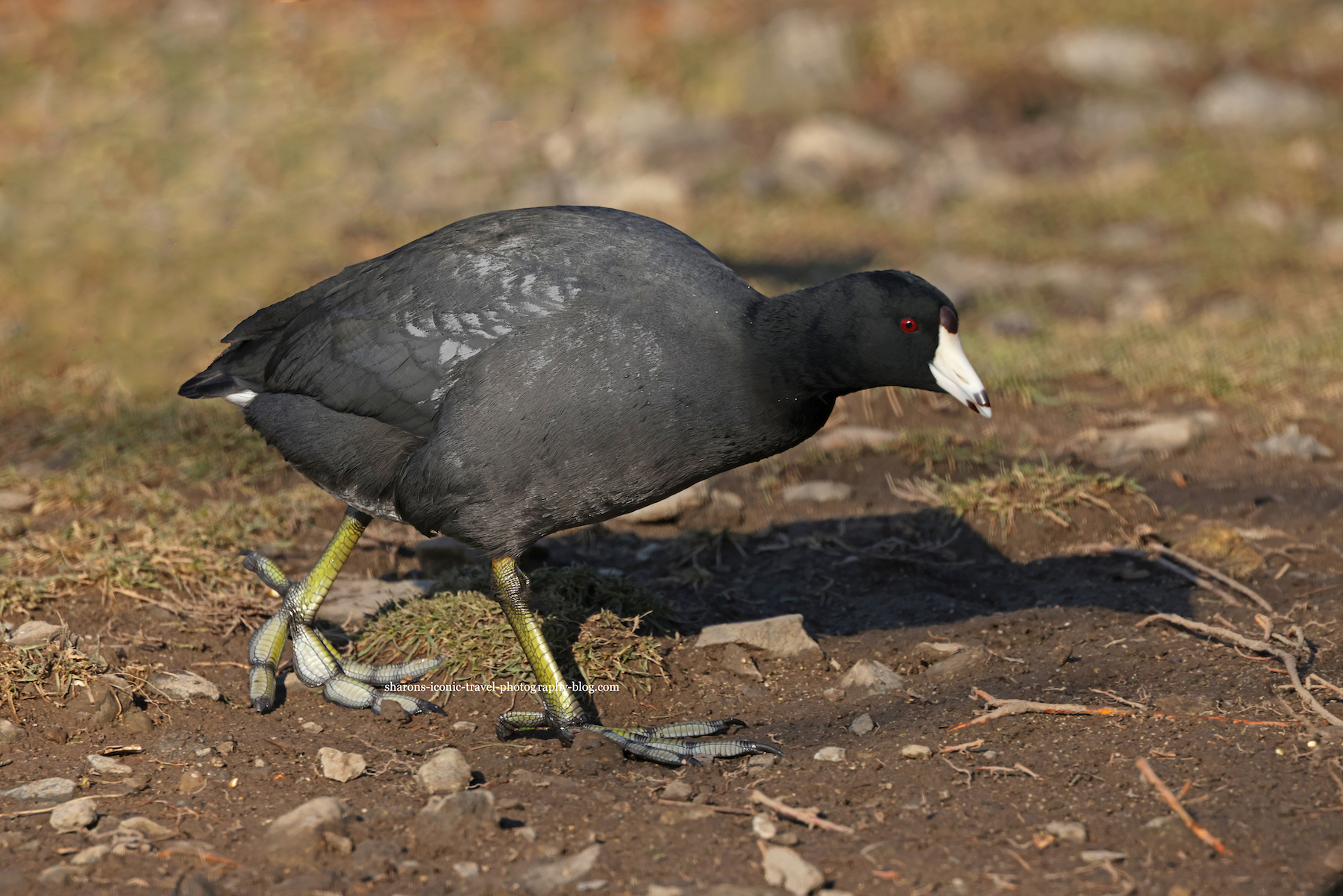 More American Coot – Sharon's Iconic Travel Photography Blog