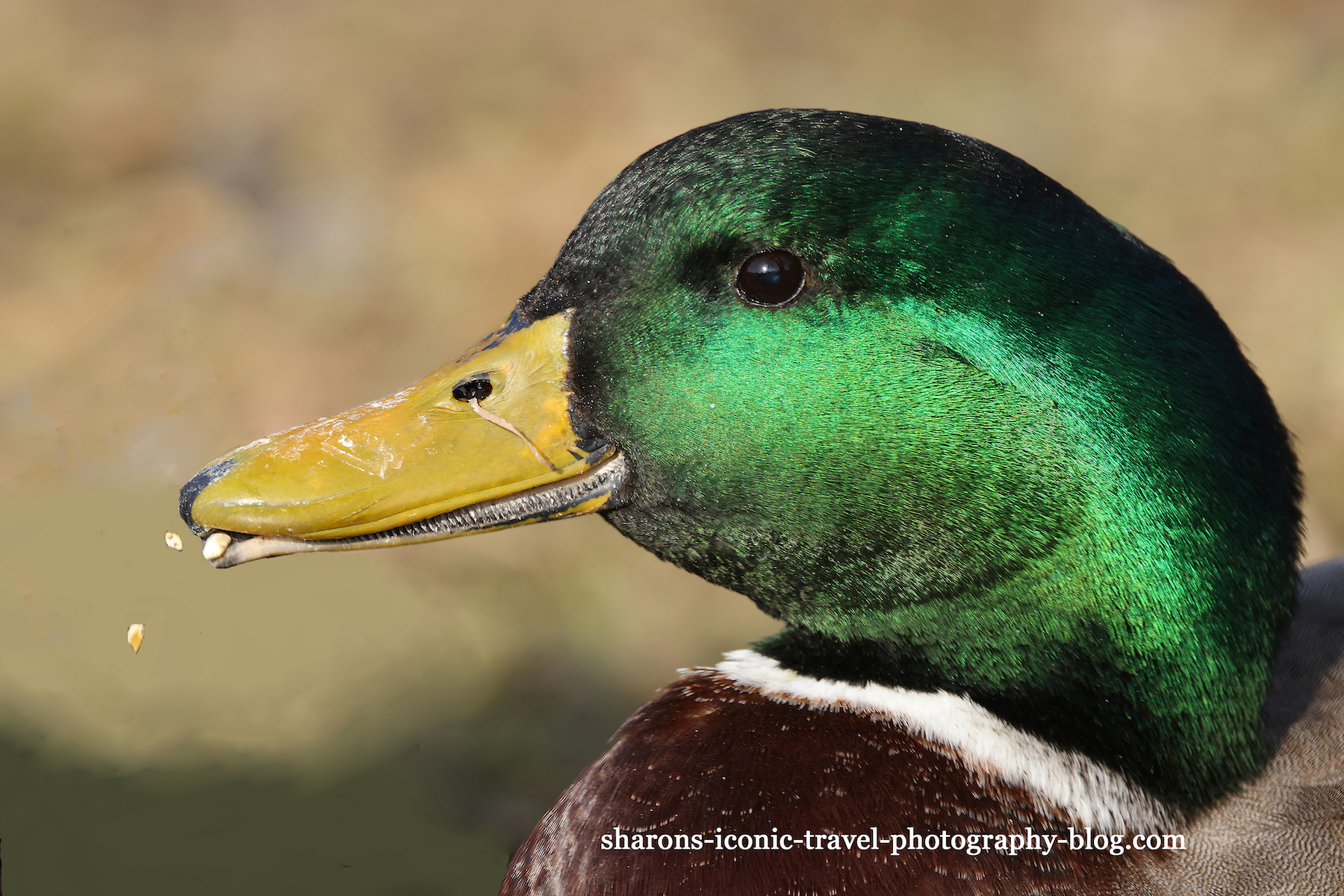 Male Mallard Headshot – Sharon's Iconic Travel Photography Blog