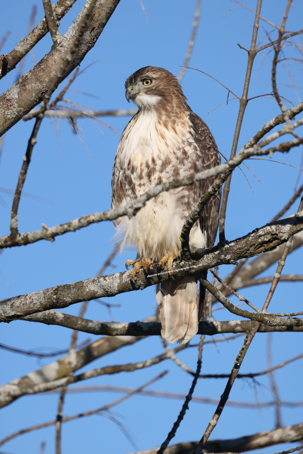 Hawk Opening Act – Sharon's Iconic Travel Photography Blog