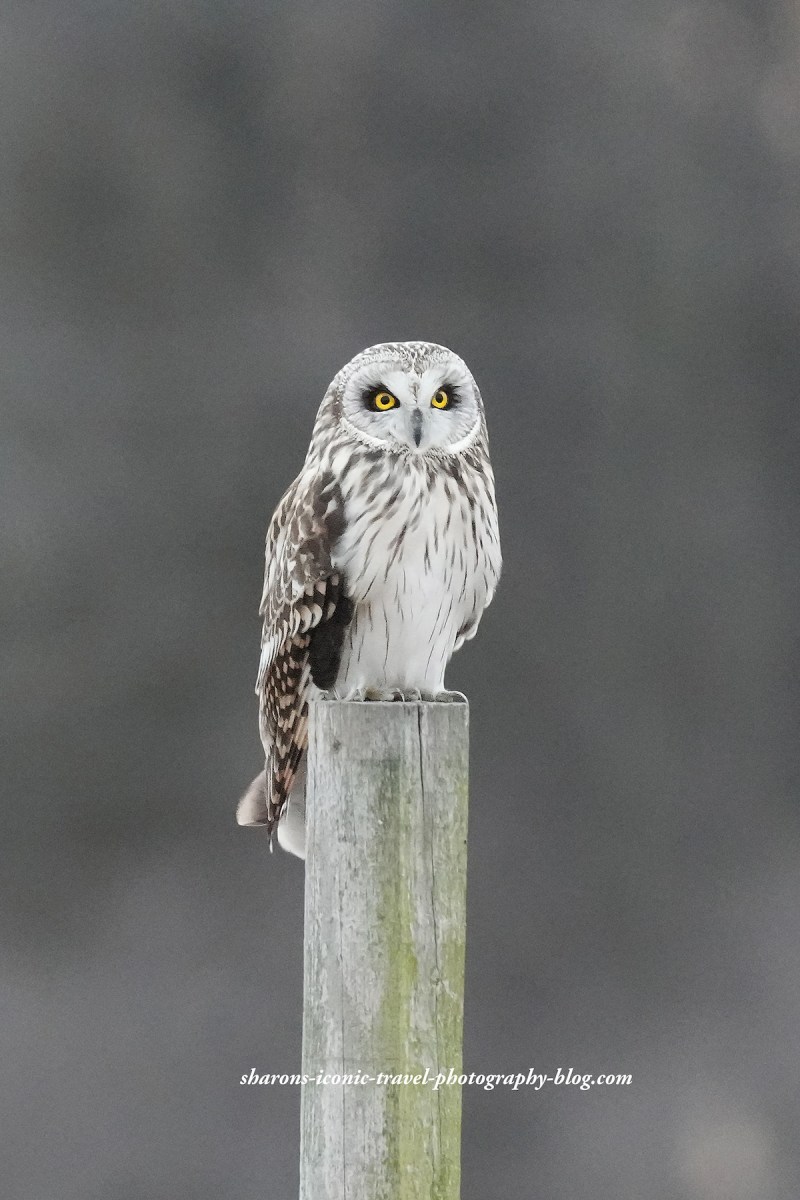 Short-Eared Owl on a Post – Sharon's Iconic Travel Photography Blog