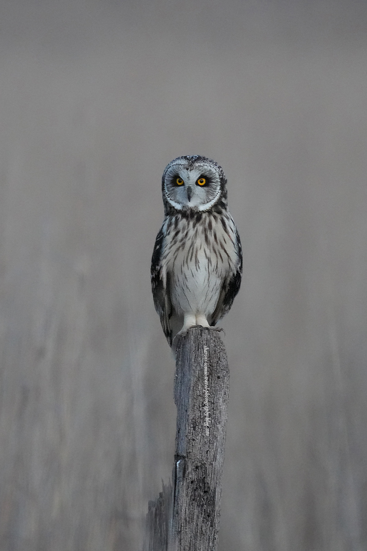 Short-Eared After Sunset – Sharon's Iconic Travel Photography Blog