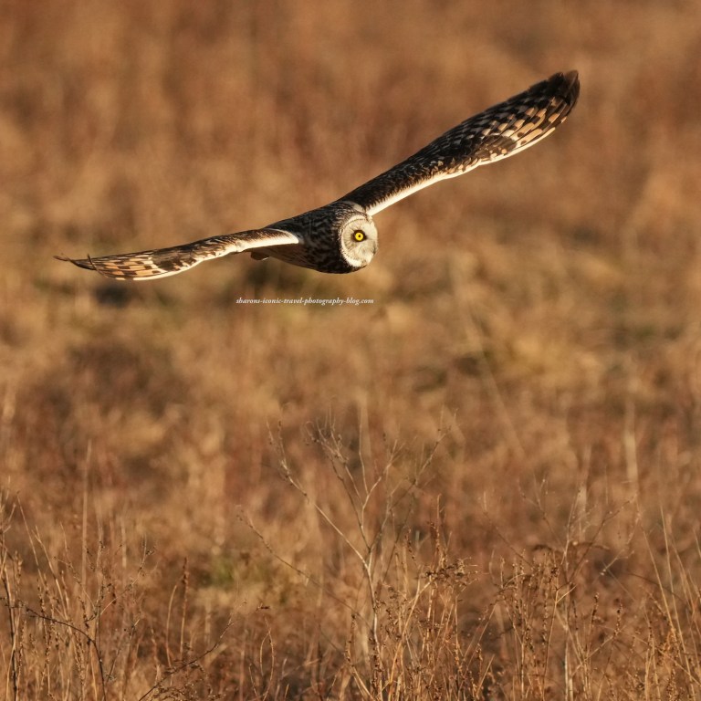 Short-Eared Owls at Sunset – Sharon's Iconic Travel Photography Blog
