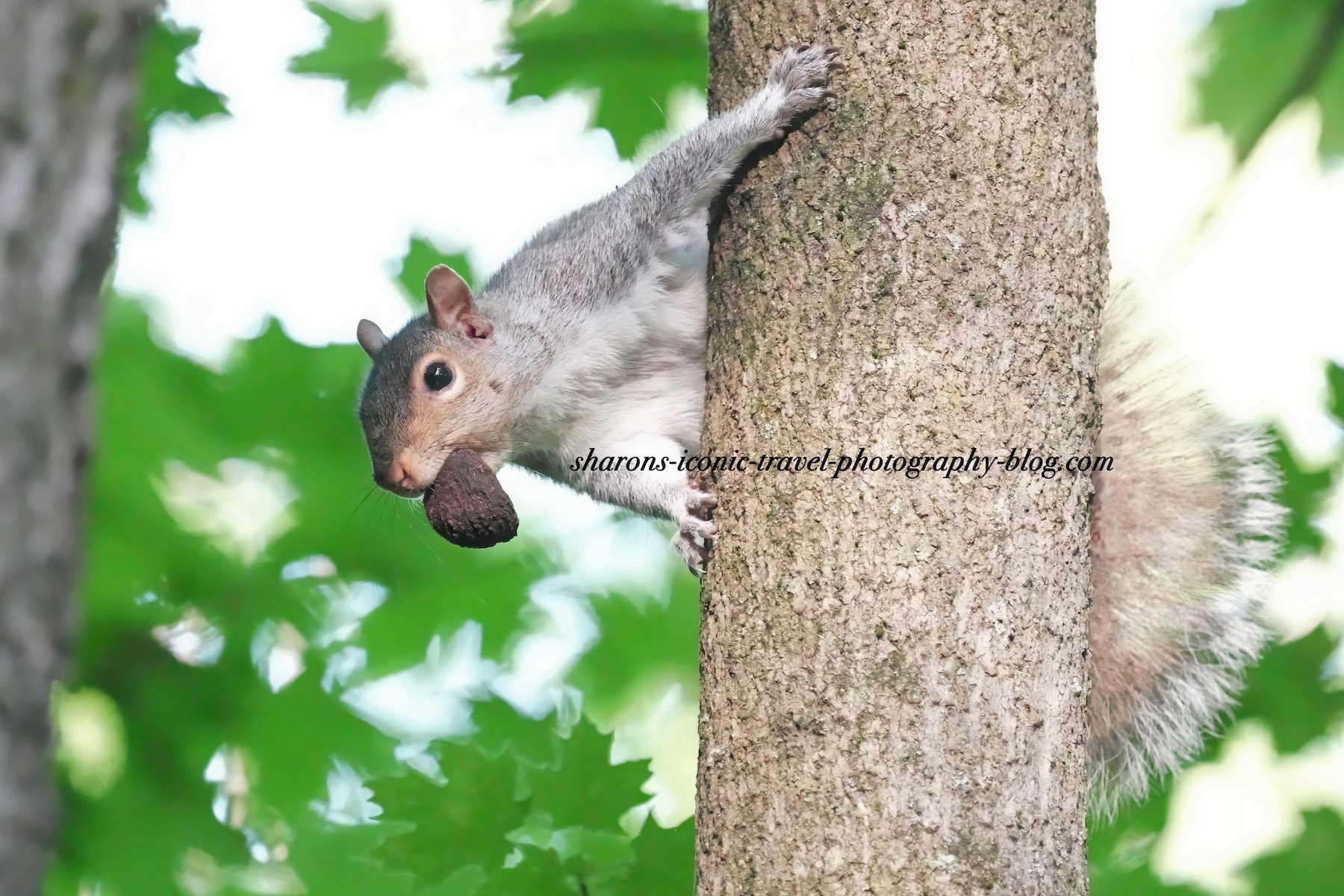 Squirrel Gathering Food – Sharon's Iconic Travel Photography Blog