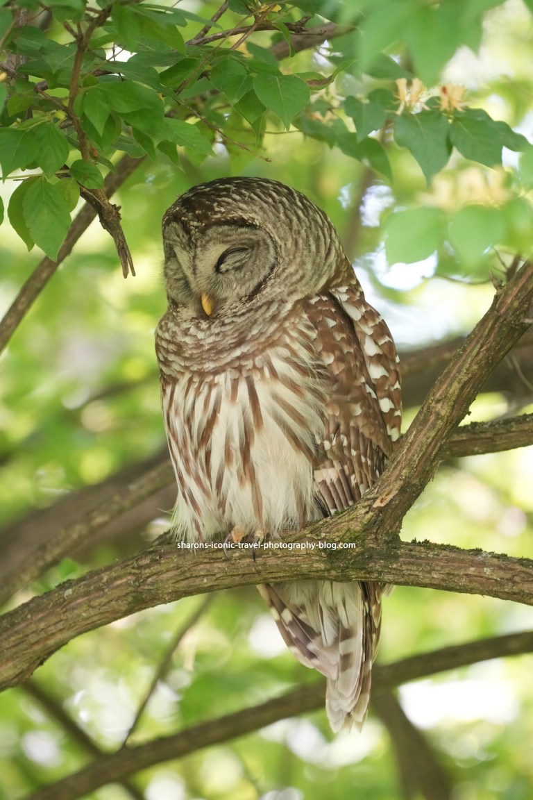 Barred Owl in a Bush – Sharon's Iconic Travel Photography Blog