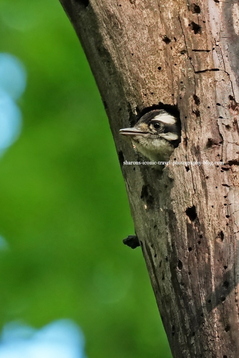 Downy Woodpecker Family – Sharon's Iconic Travel Photography Blog