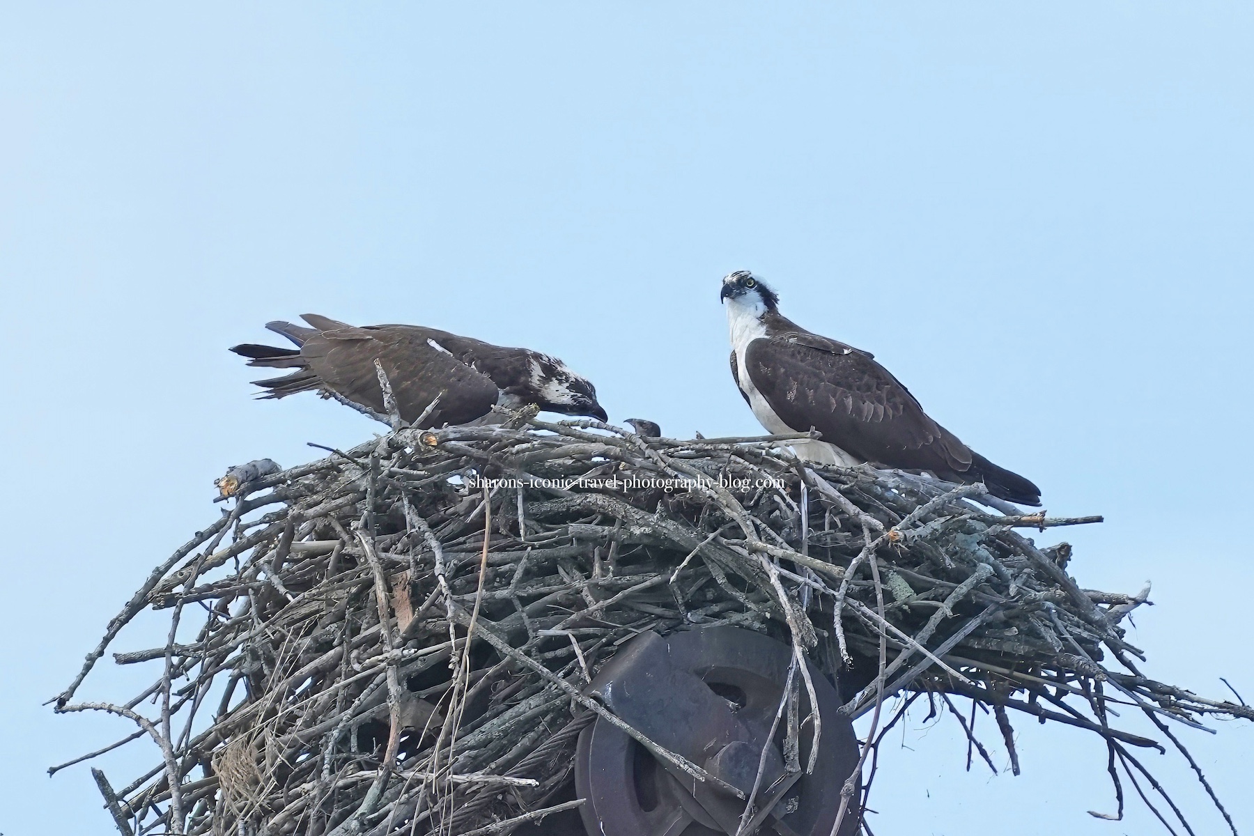Busy Osprey Family – Sharon's Iconic Travel Photography Blog