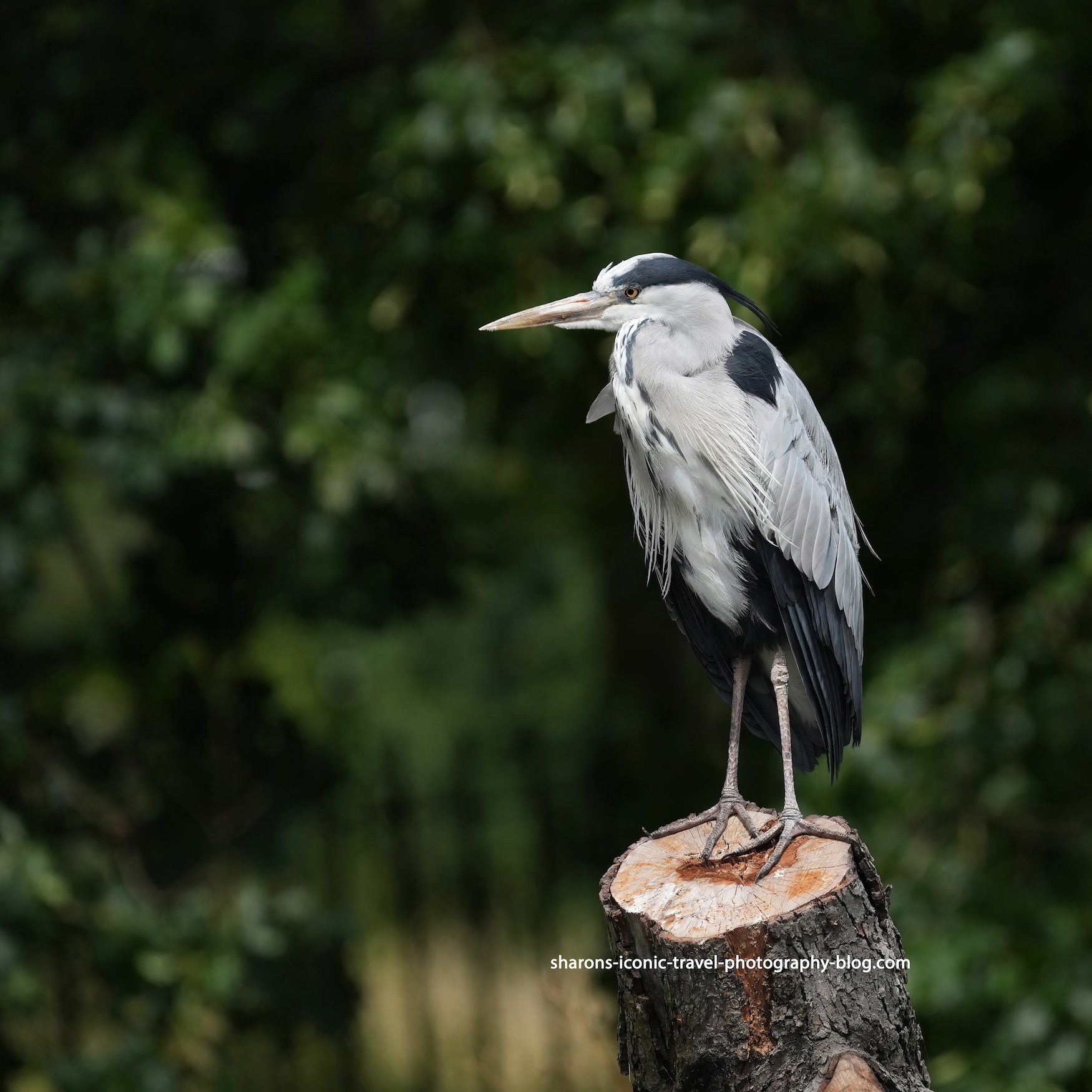 Sharon's Iconic Travel Photography Blog – Looking for the unique and ...