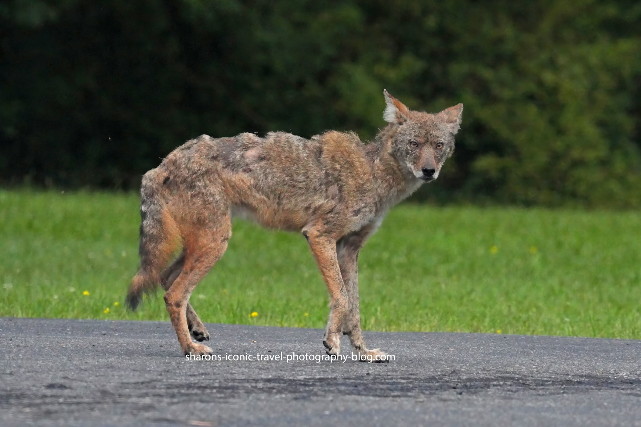Coyote – Sharon's Iconic Travel Photography Blog