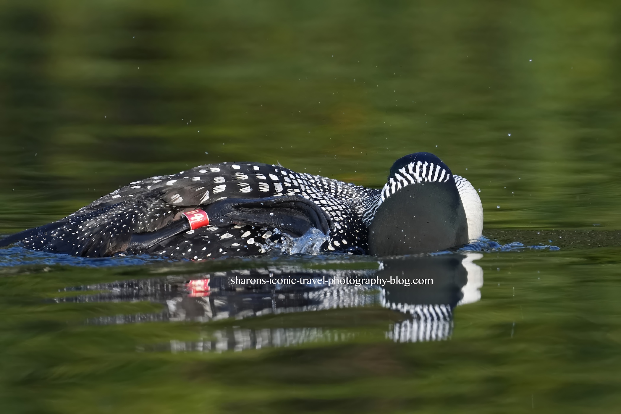Rollins Pond Loon – Sharon's Iconic Travel Photography Blog
