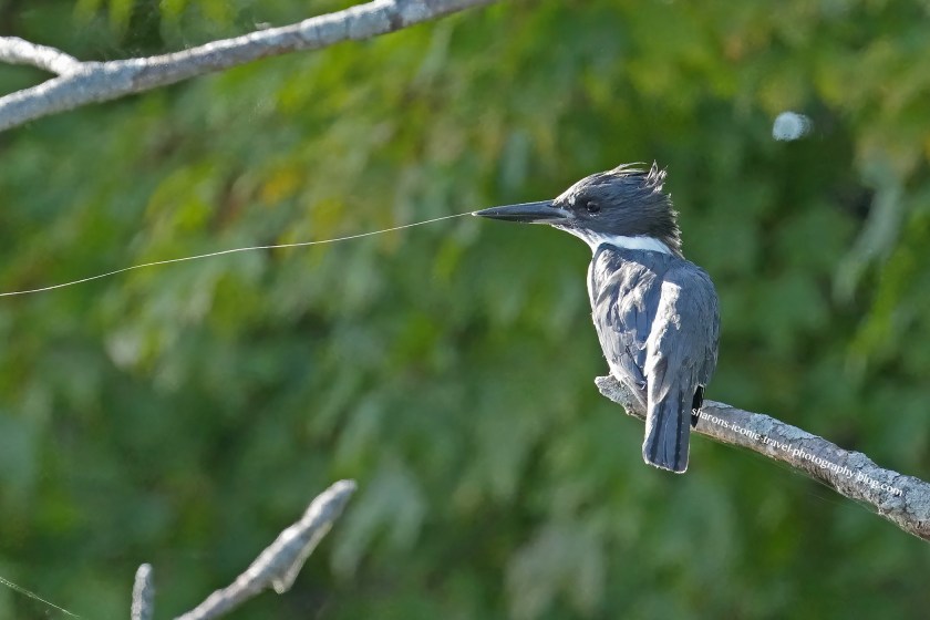 Kingfisher Stuck in Fishing Line – Sharon's Iconic Travel Photography Blog